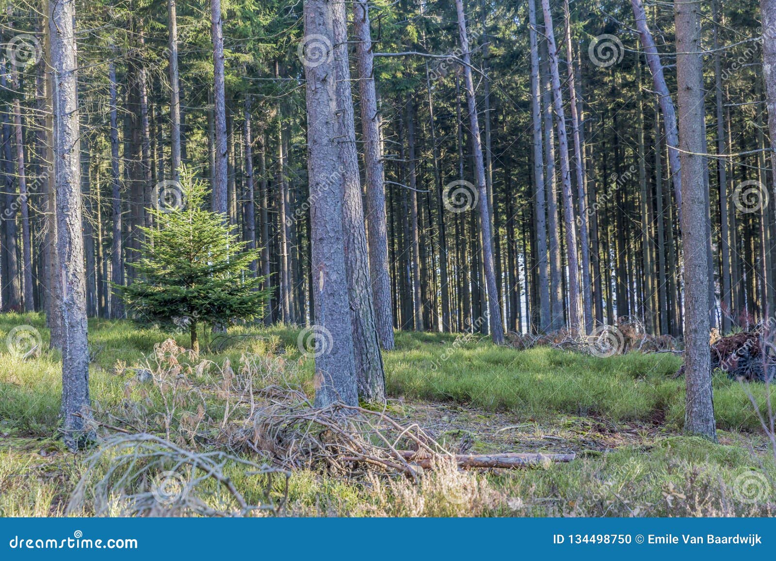 Amazing Image of a Small Pine among of the Trees Stock Photo - Image of ...