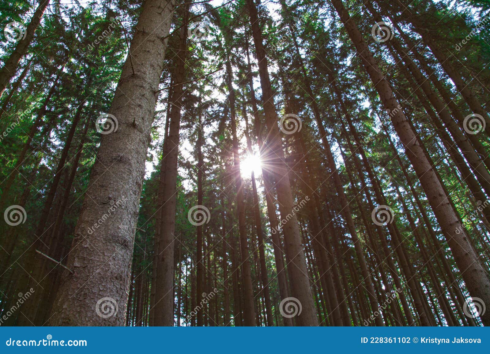 NATURE: Forest with Sunlight Stock Photo - Image of forest, woodland ...