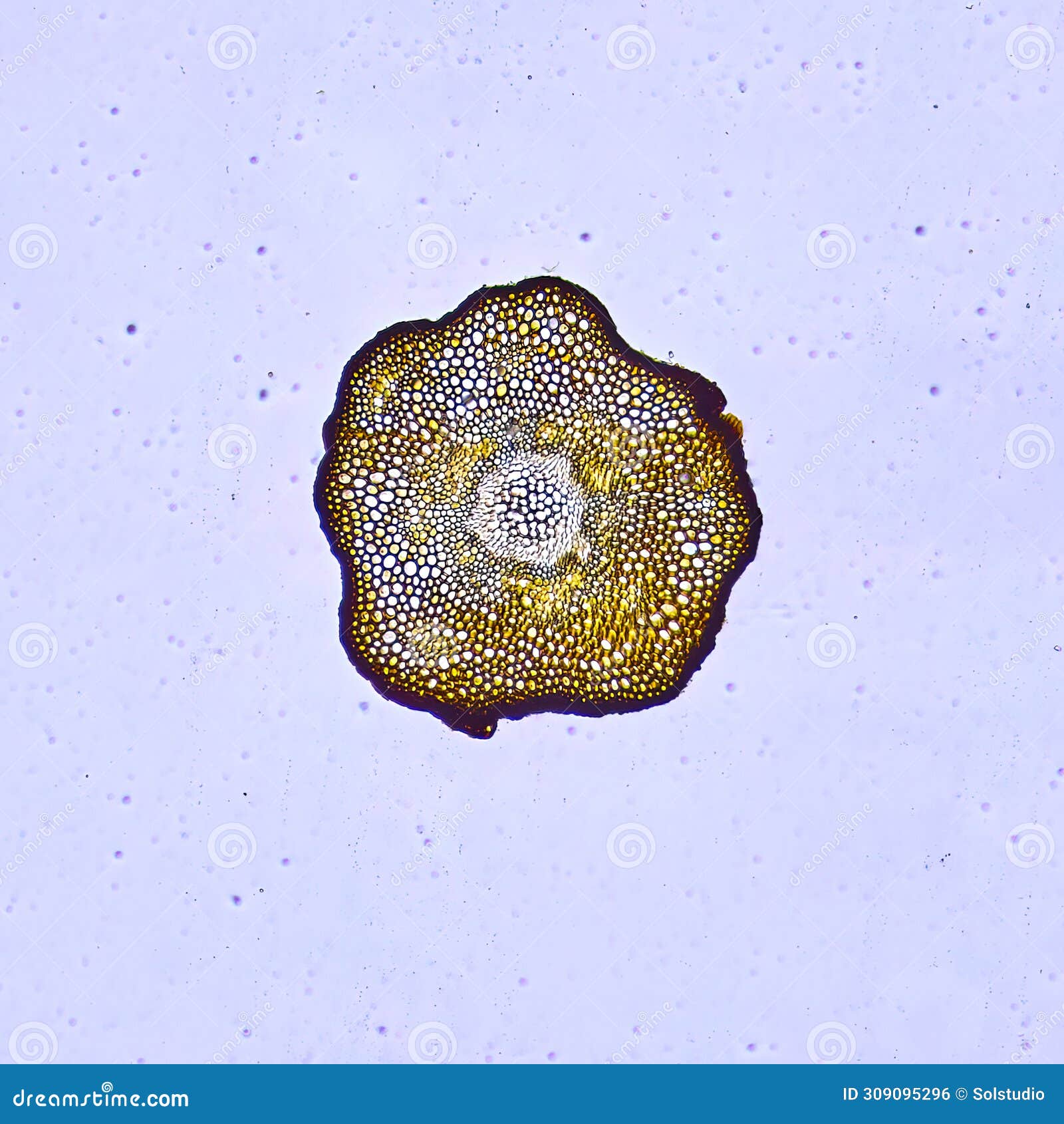 Life under a microscope stock photo. Image of microbe - 309095296