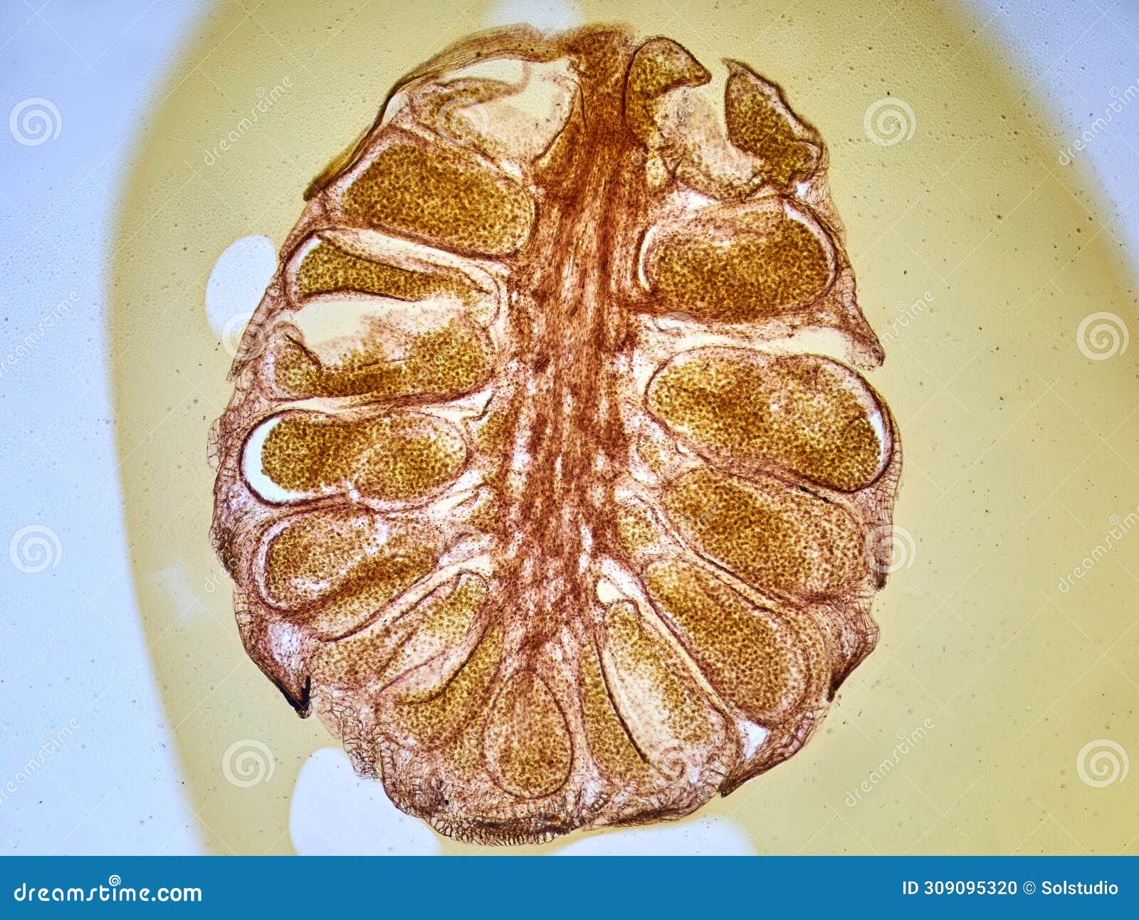 Life under a microscope stock photo. Image of molecule - 309095320