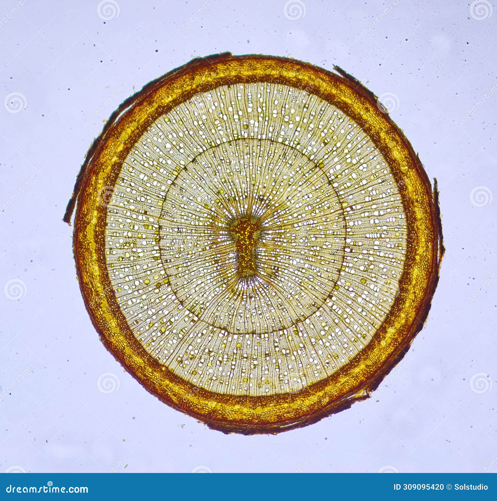 Life under a microscope stock photo. Image of molecule - 309095420