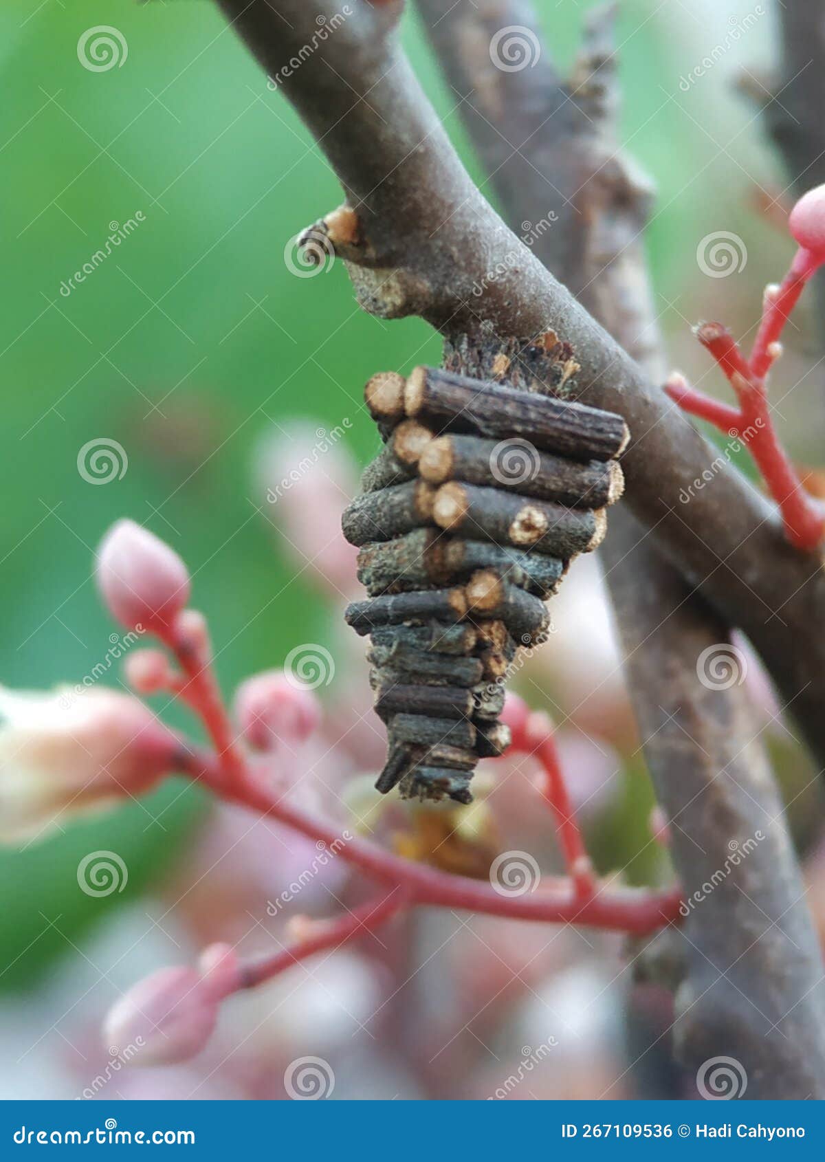 Insect house stock photo. Image of insect, masterpieces - 267109536