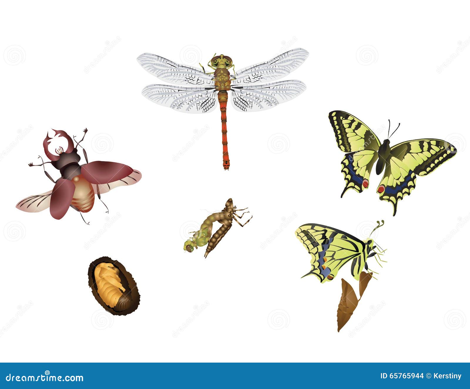 Amazing Insect World - Metamorphosis Stock Illustration - Illustration ...