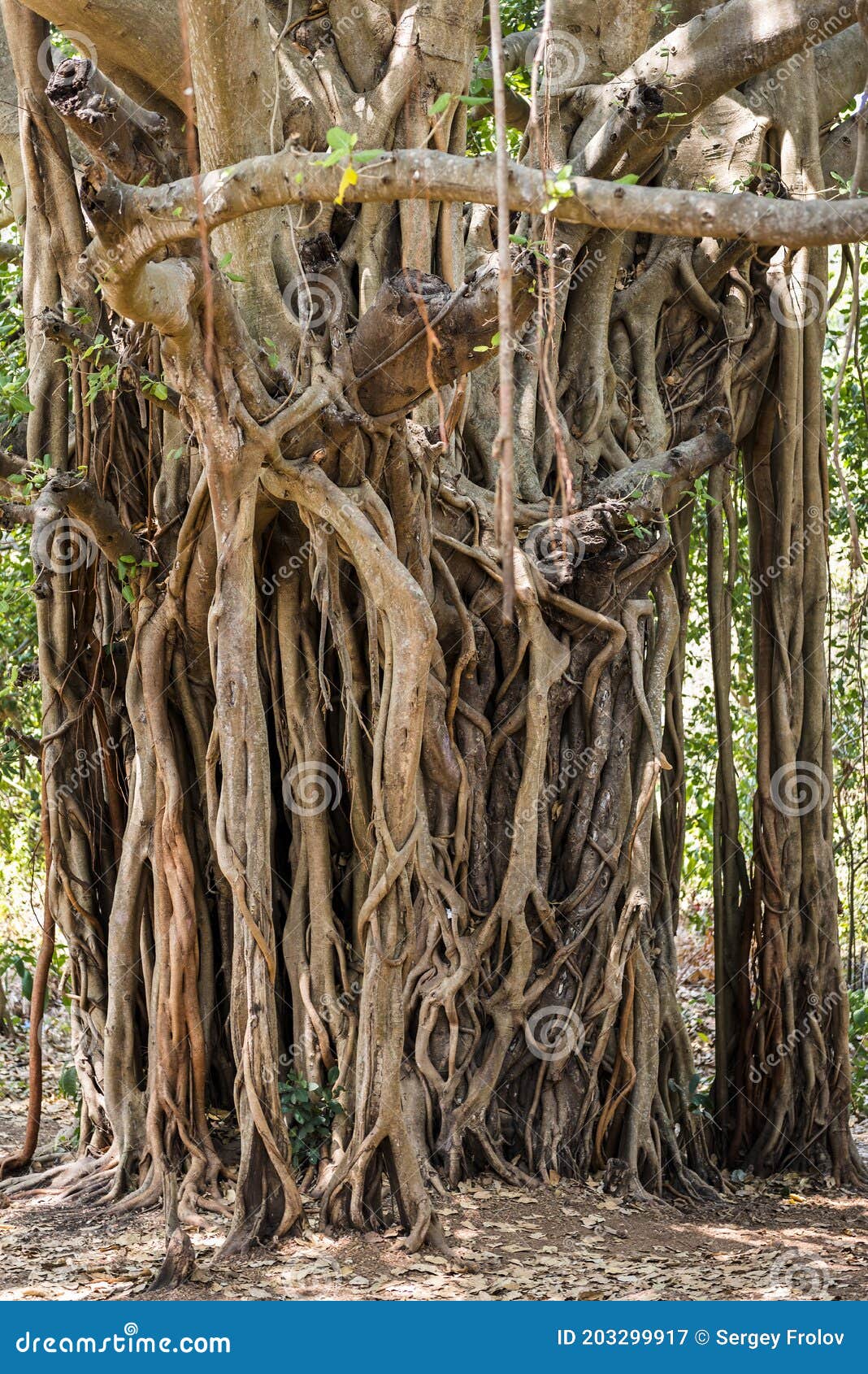 Amazing Interweaving of Banyan Tree Roots Growing from Branches in Goa ...