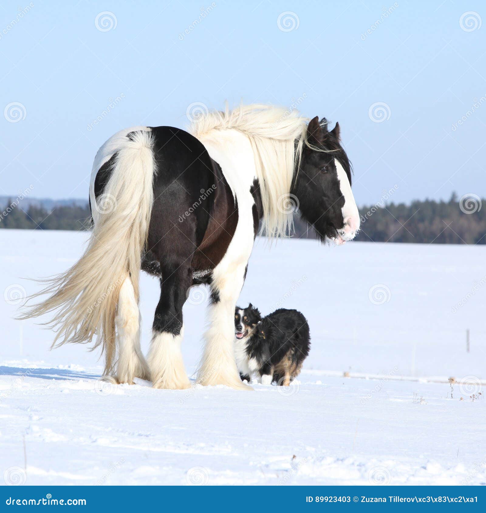 Amazing irish cob stallion stock image. Image of animal - 89923403