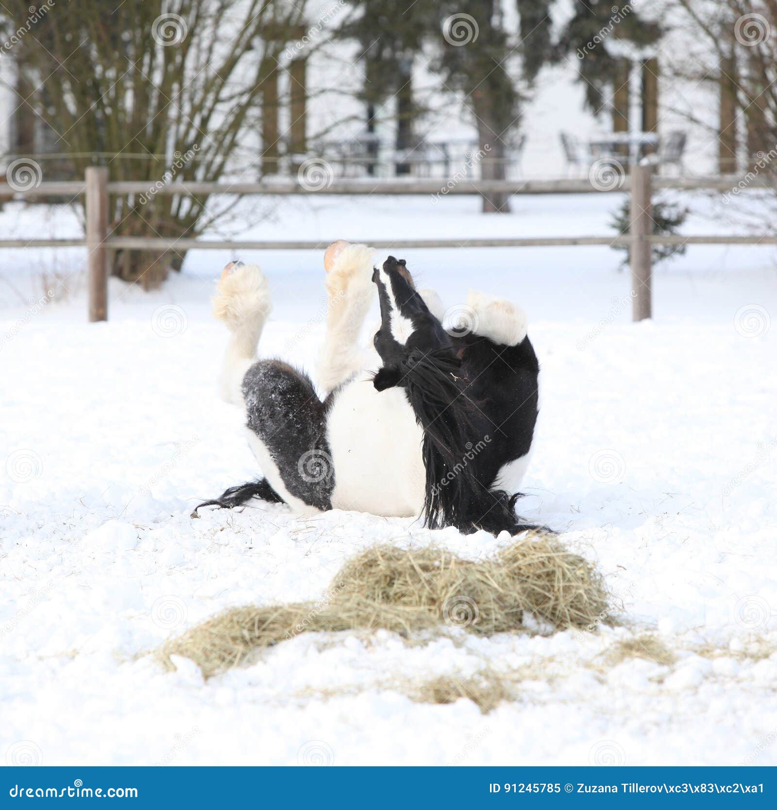 Amazing Irish Cob in Winter Stock Image - Image of wintertime, move ...