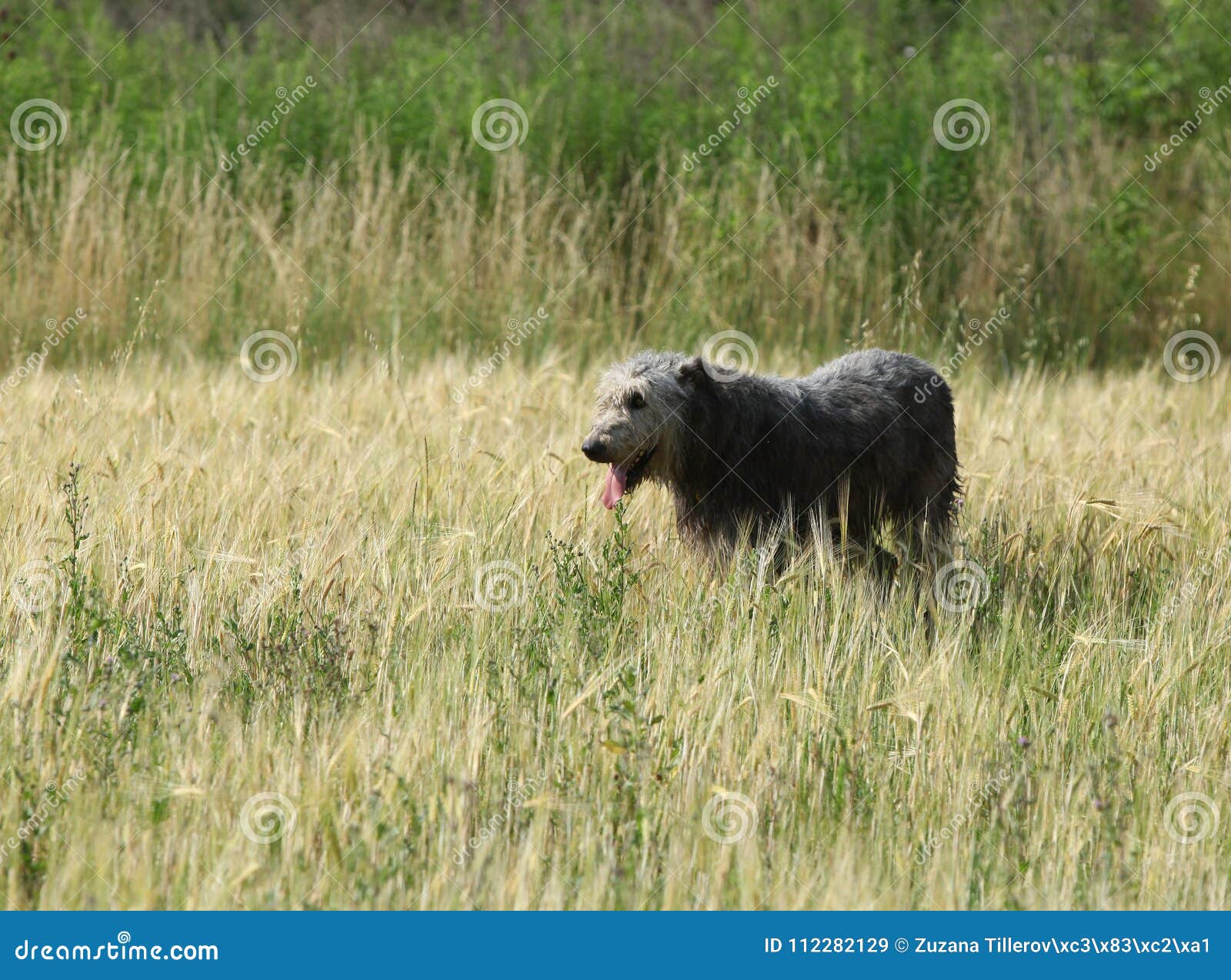 Amazing Irish Wolfhound Standing in Nature Stock Image - Image of ...