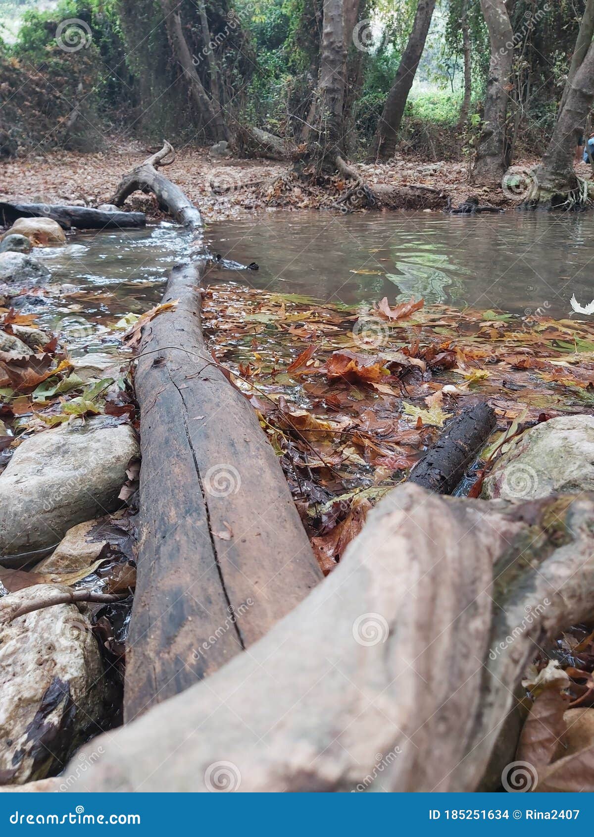 Amazing israeli stream stock photo. Image of wilderness - 185251634
