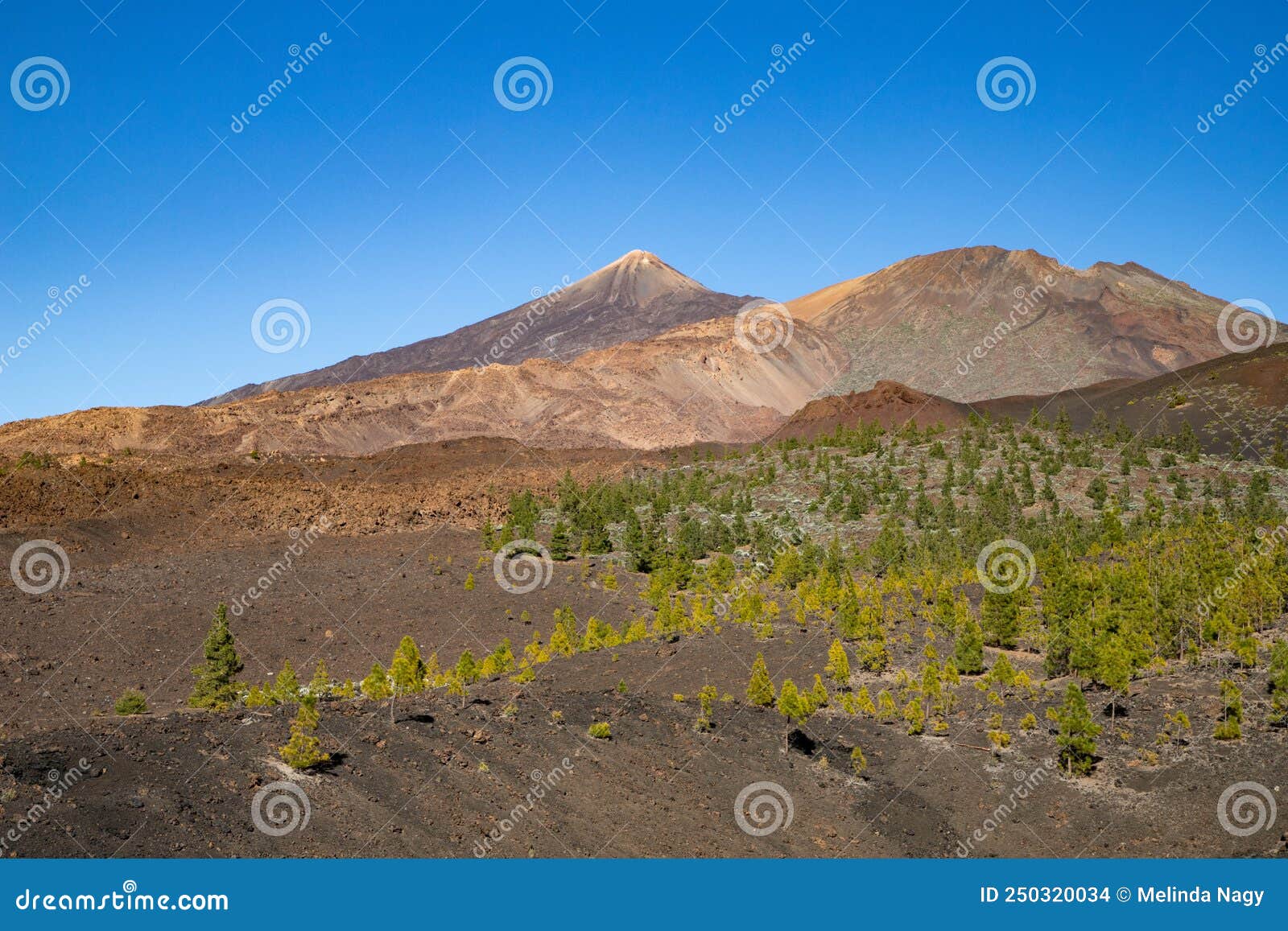 Amazing Landscape in El Teide National Park Stock Photo - Image of ...