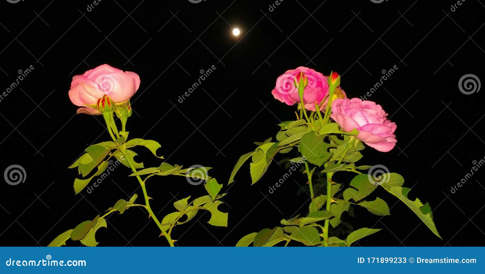 Amazing Landscape of Rose Flower with Moon Light Stock Image - Image of ...
