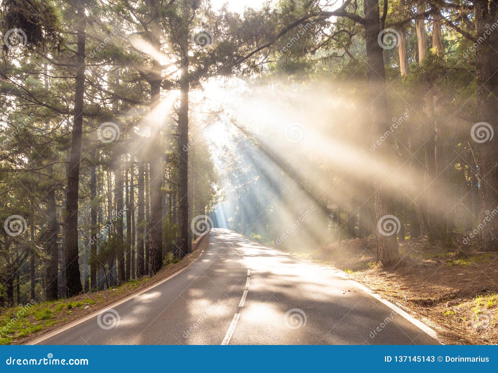 Sun Rays on the Road in Forest Stock Image - Image of highway, light ...
