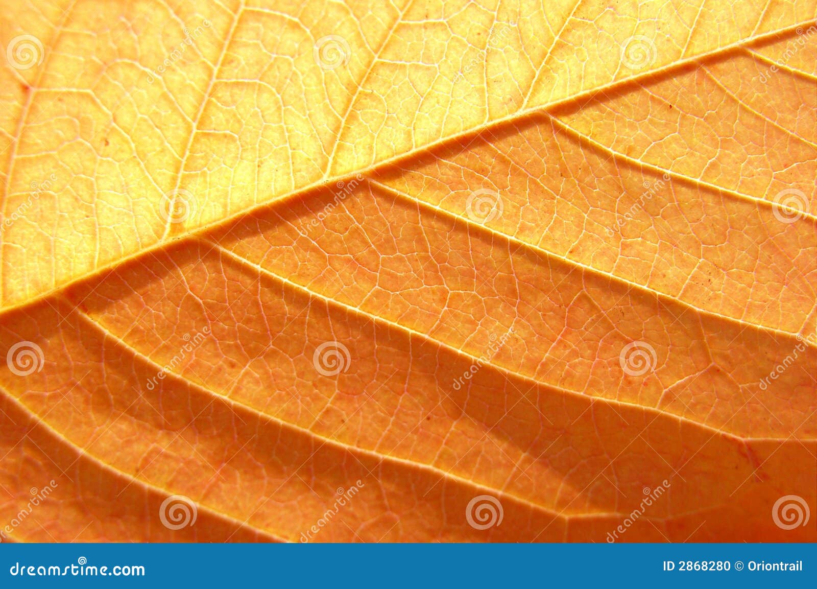 Amazing leaf texture stock photo. Image of green, colors - 2868280