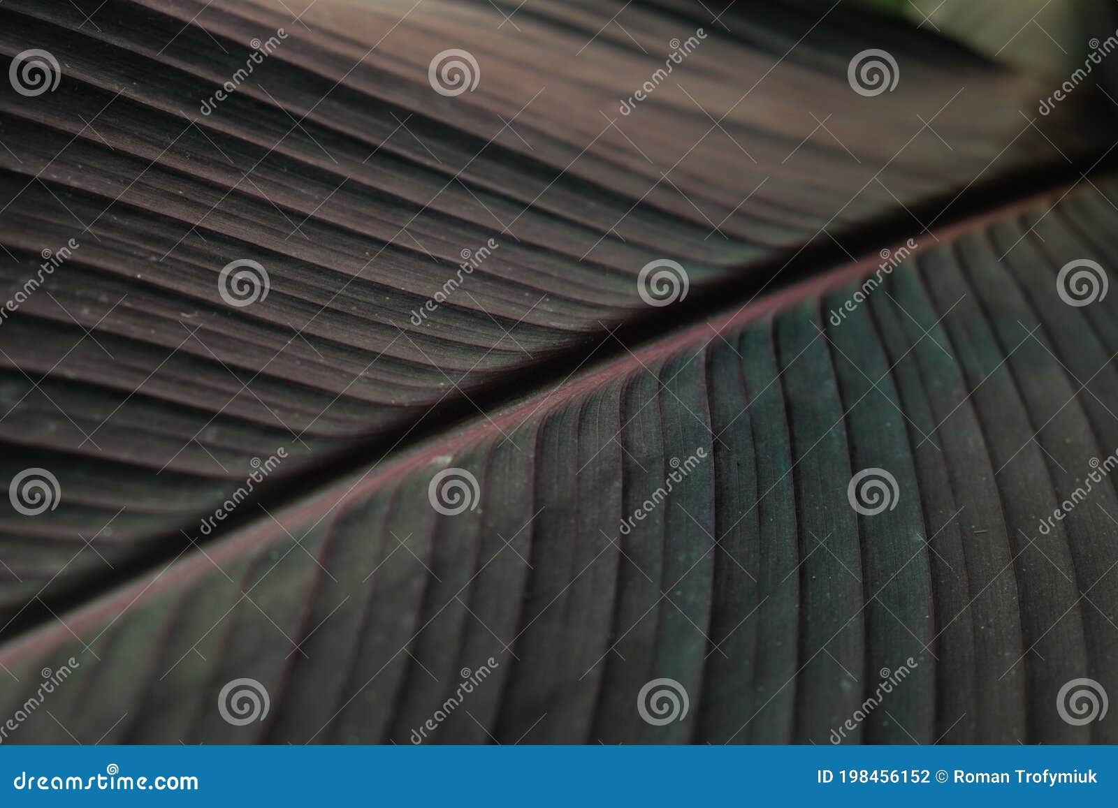 Amazing Leaf Texture Royalty-Free Stock Image | CartoonDealer.com #2868280