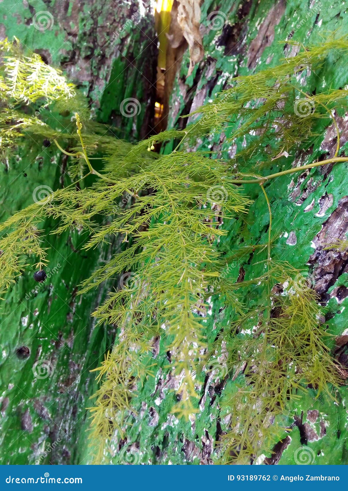 Amazing leaf stock photo. Image of amazing, tree, forest - 93189762