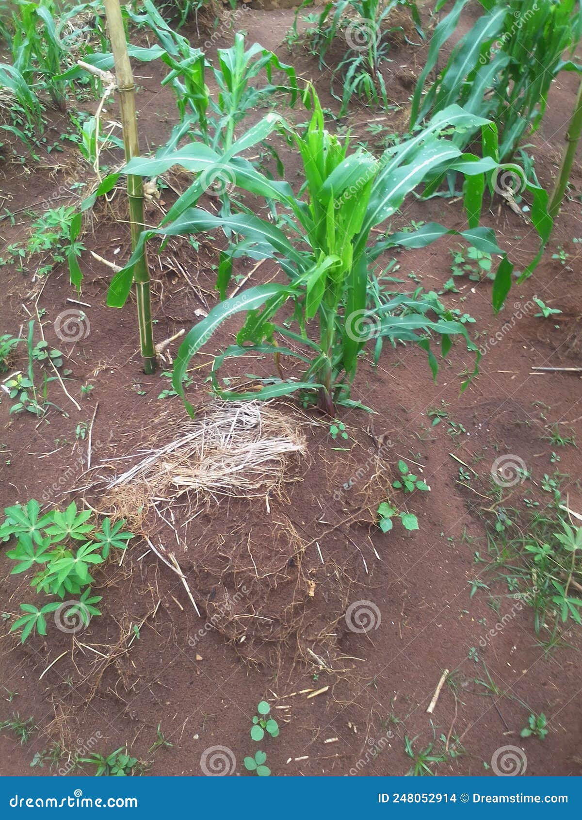 Amazing Leafy Budding Maize Stock Photo - Image of garden, maize: 248052914
