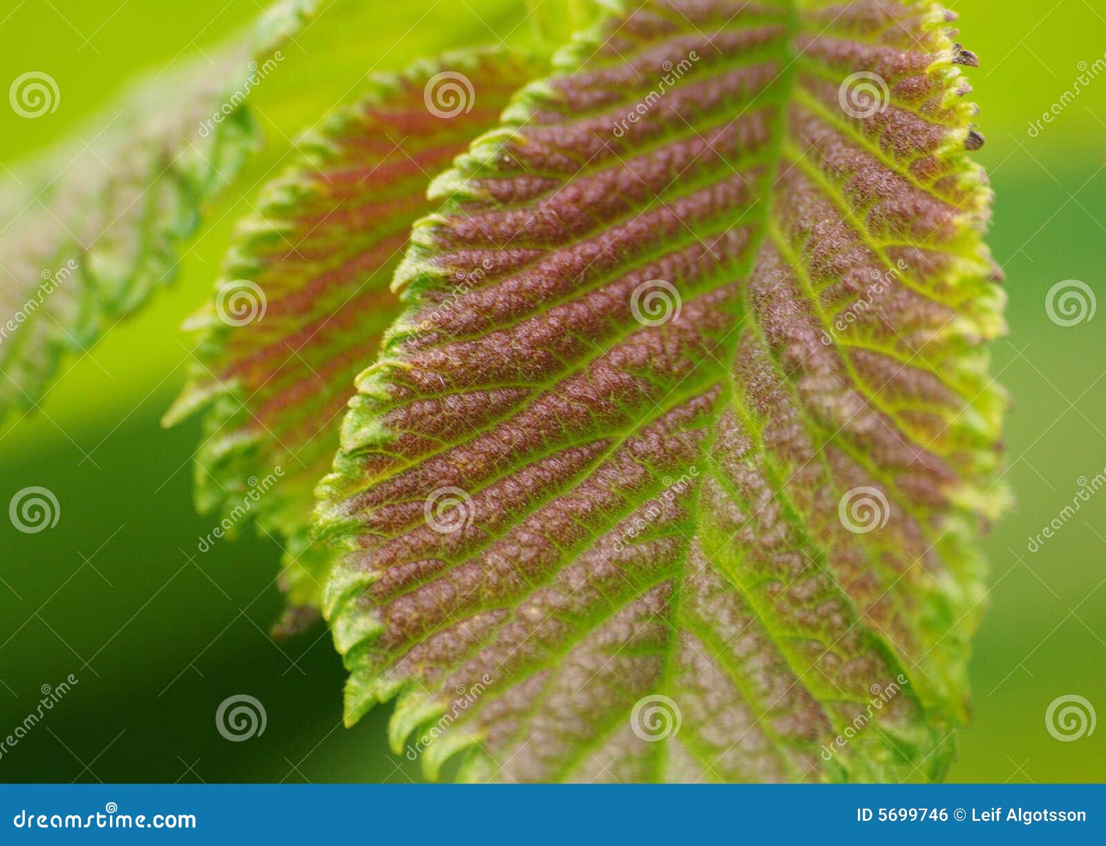 Amazing leaves stock photo. Image of line, amazing, garden - 5699746