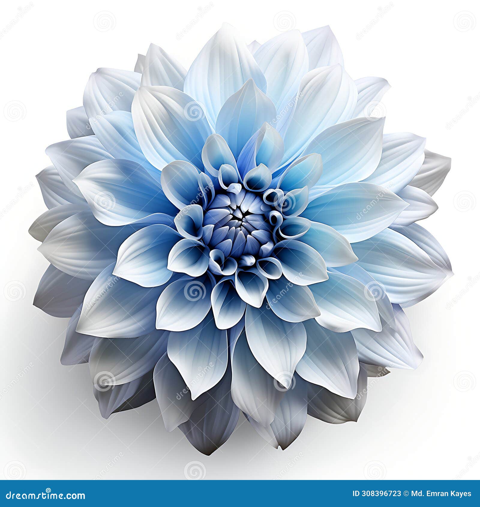 Amazing Light Blue Flower on a White Background Stock Illustration ...