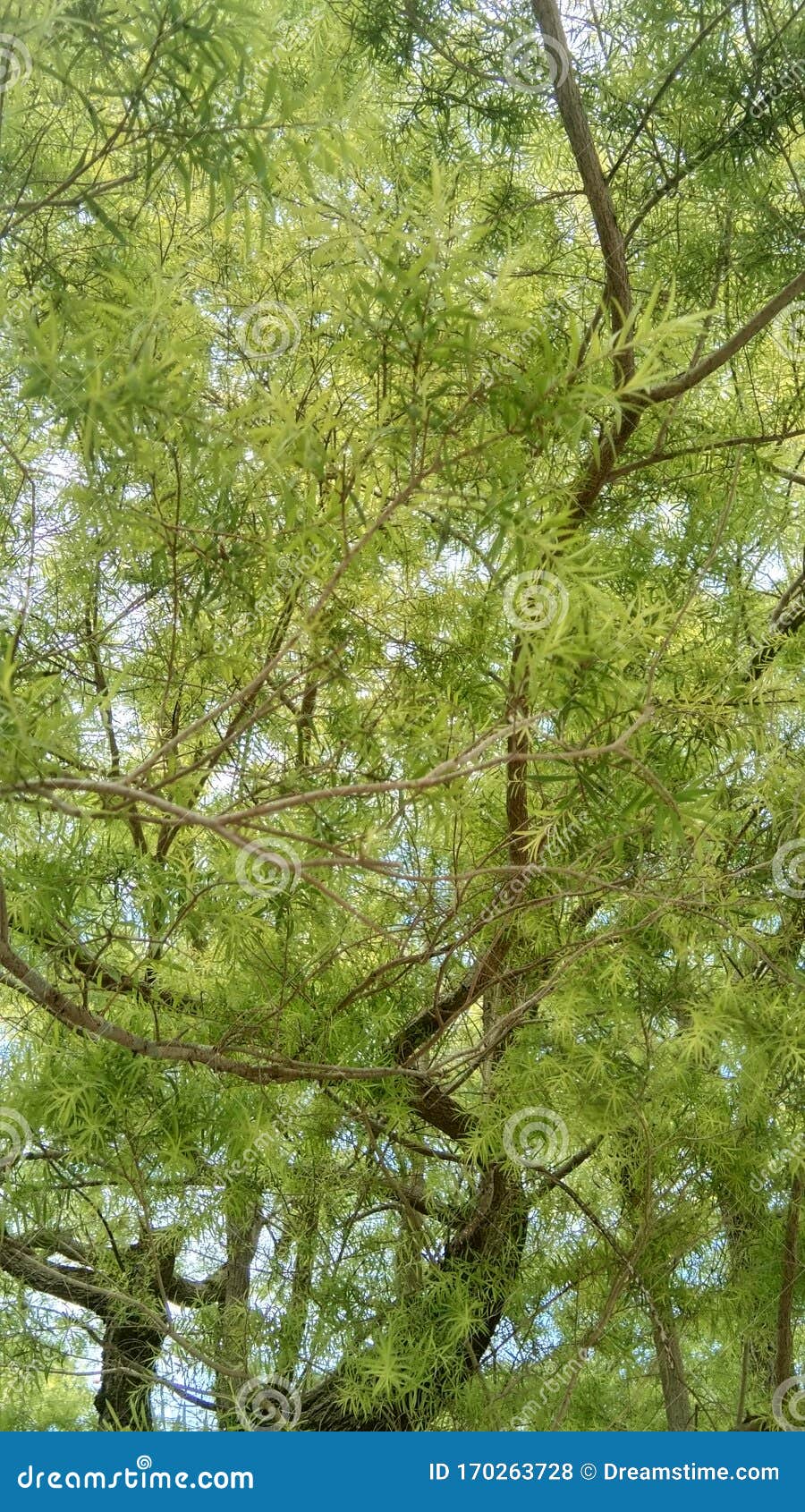 Amazing Light Green Tree Outside Stock Photo - Image of amazing ...
