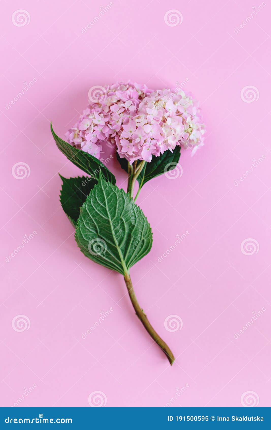 Amazing Light Pink Hydrangea Flower on a Pink Pastel Background Stock ...