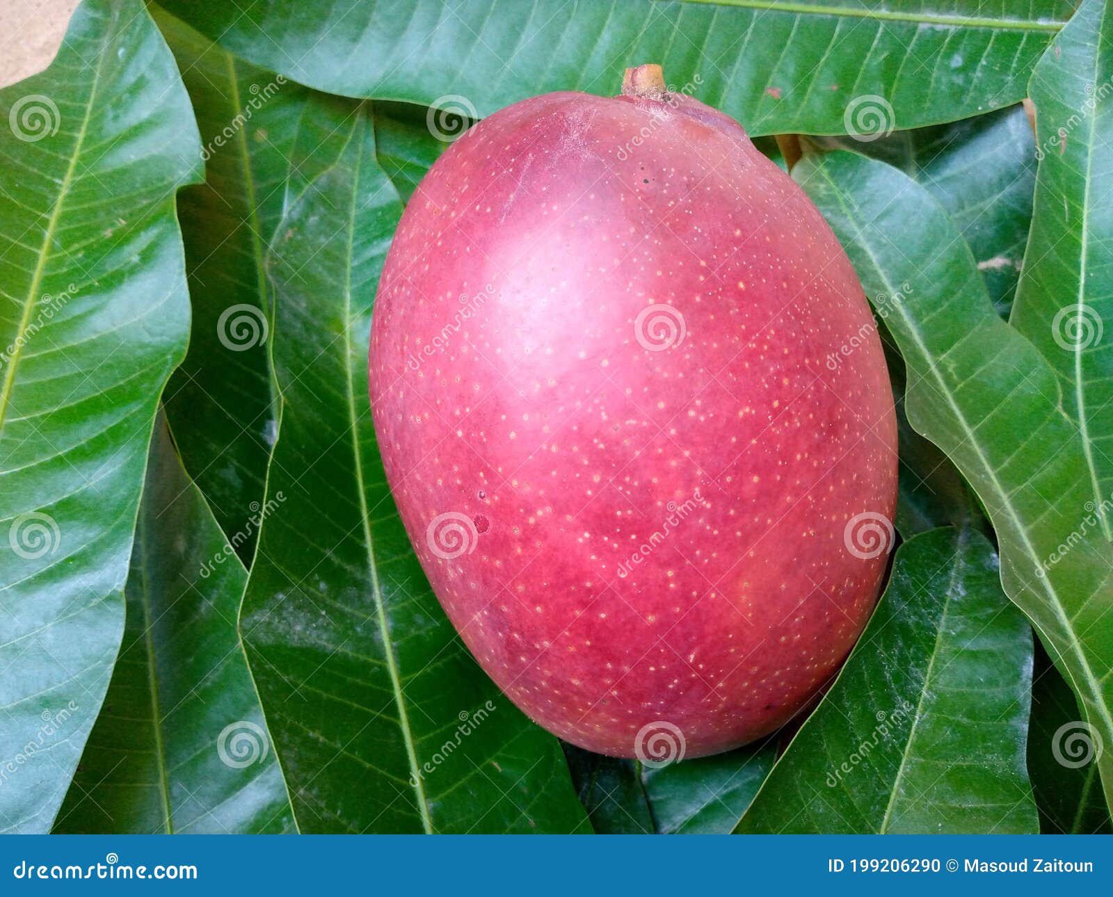Amazing Ripe Mango Fruit , Red Mango on Green Leaves Stock Photo ...