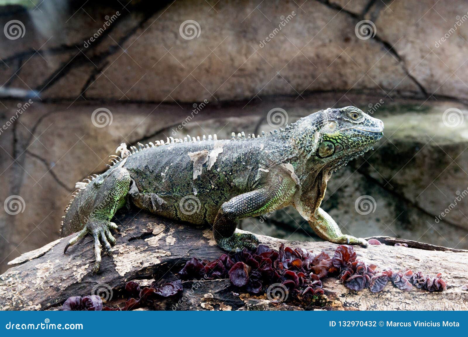 Amazing lizard on the wild stock photo. Image of lizard - 132970432