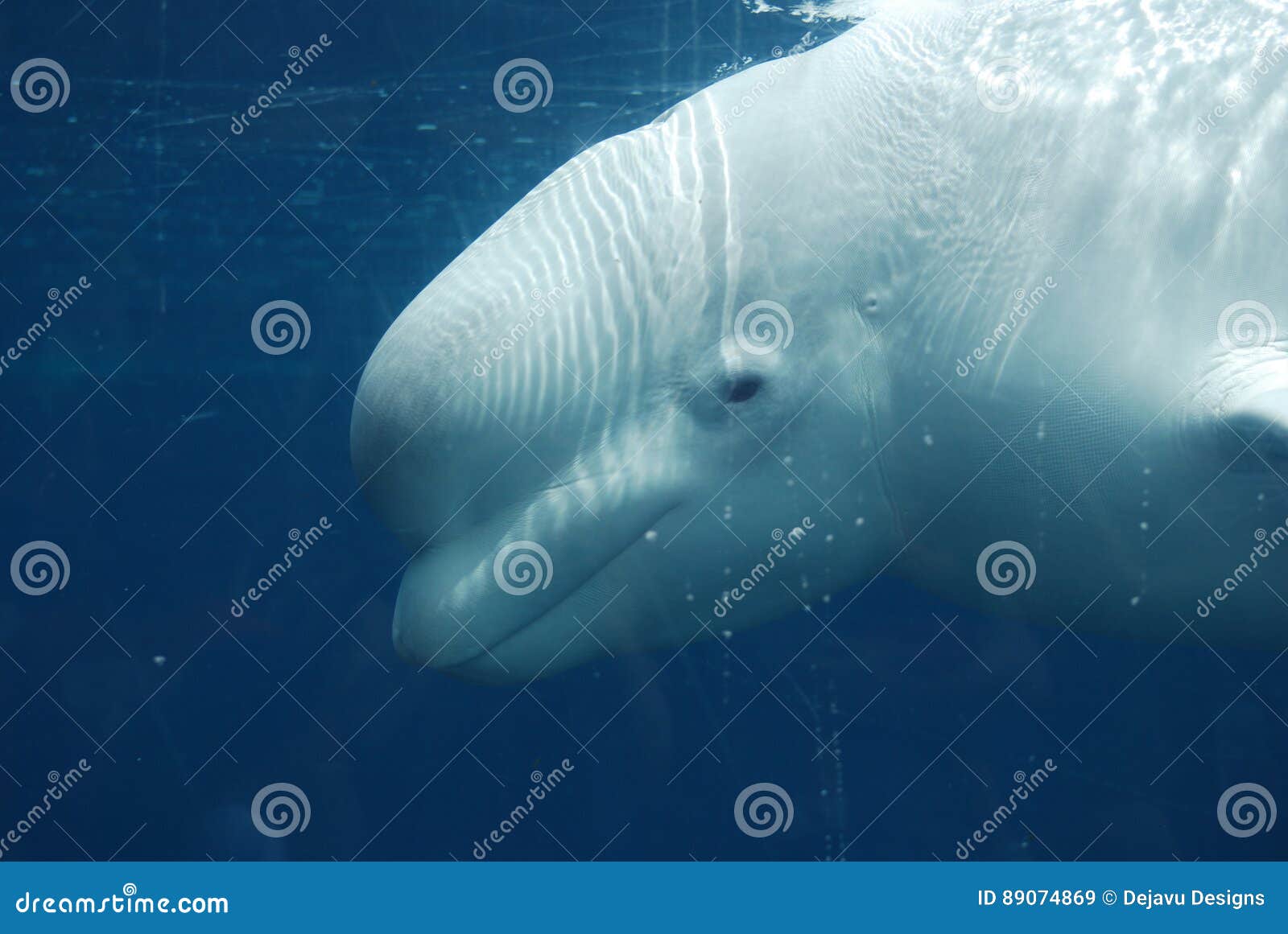 Amazing Look at the Profile of a Beluga Whale Stock Image - Image of ...