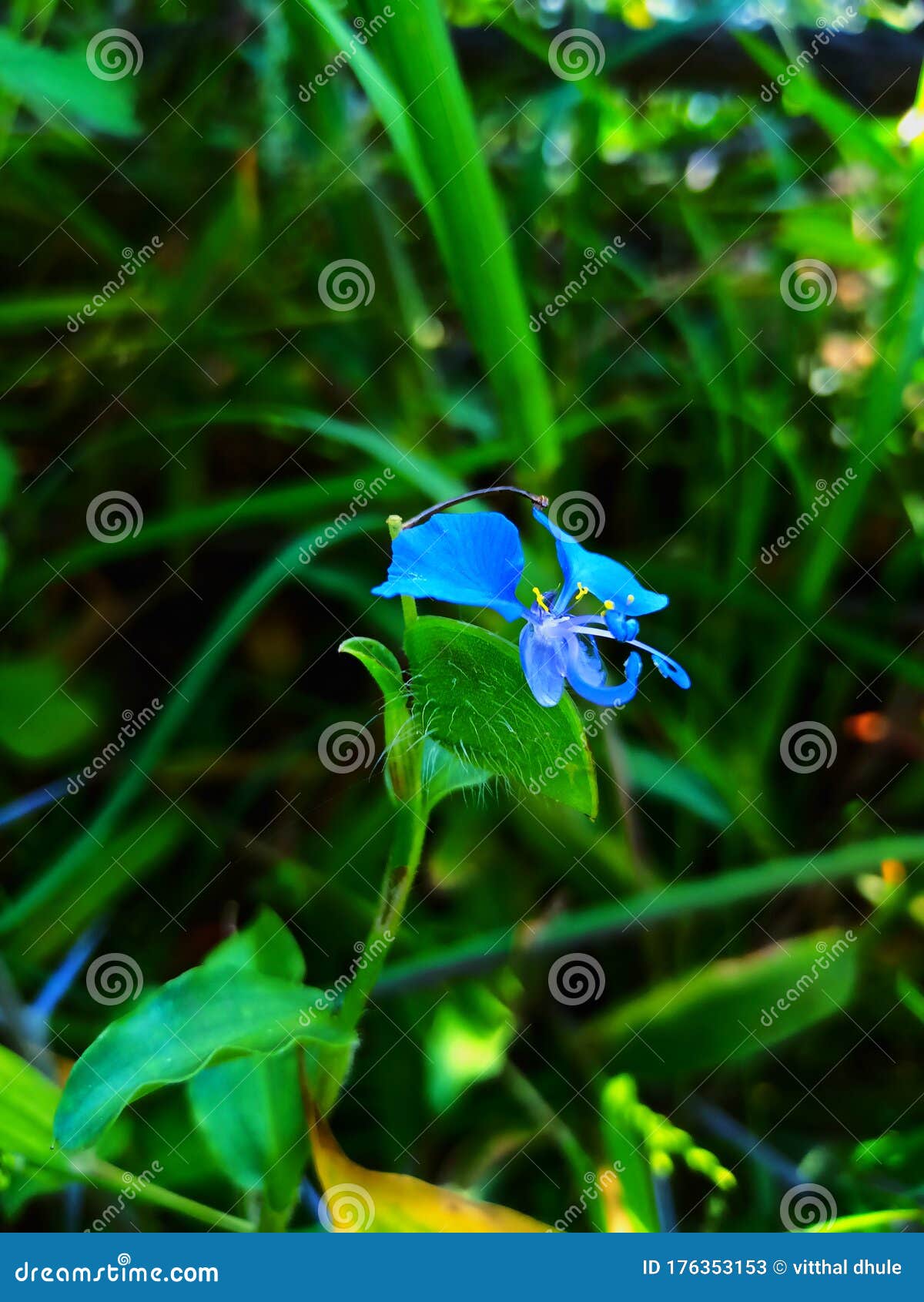 Amazing looking nature stock image. Image of plance - 176353153