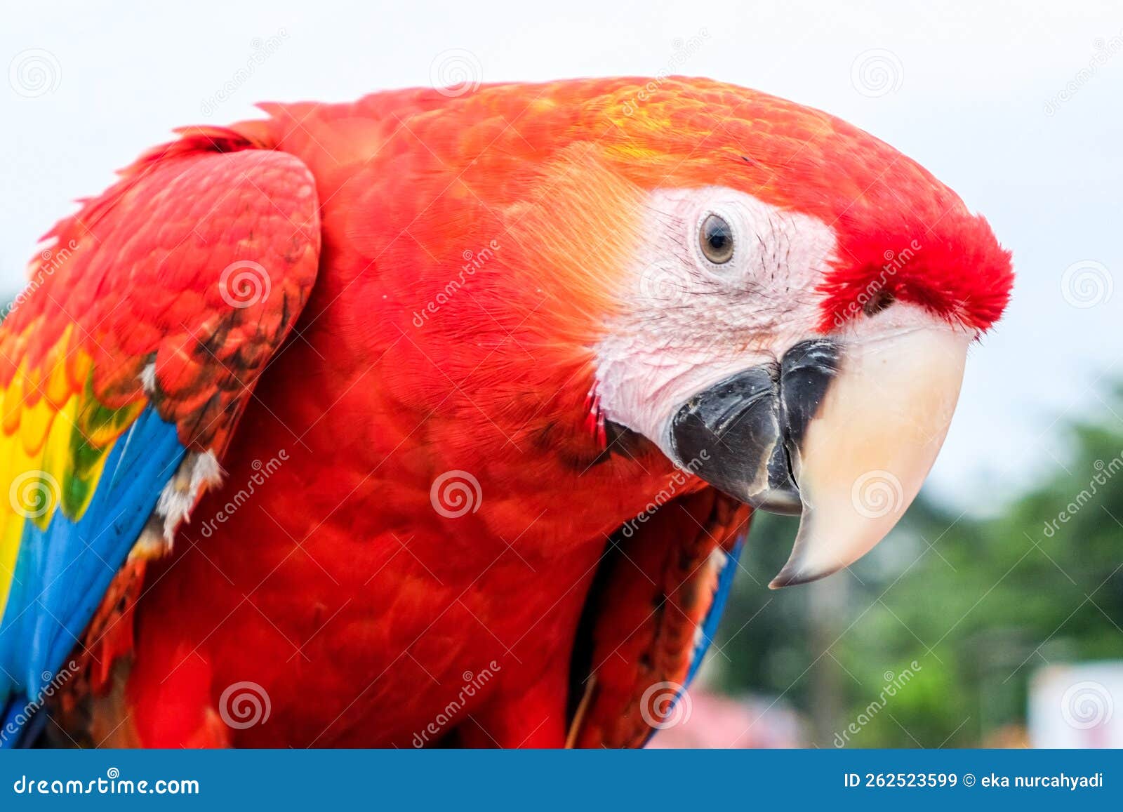 The Red Amazing Macaw stock image. Image of bird, beak - 262523599