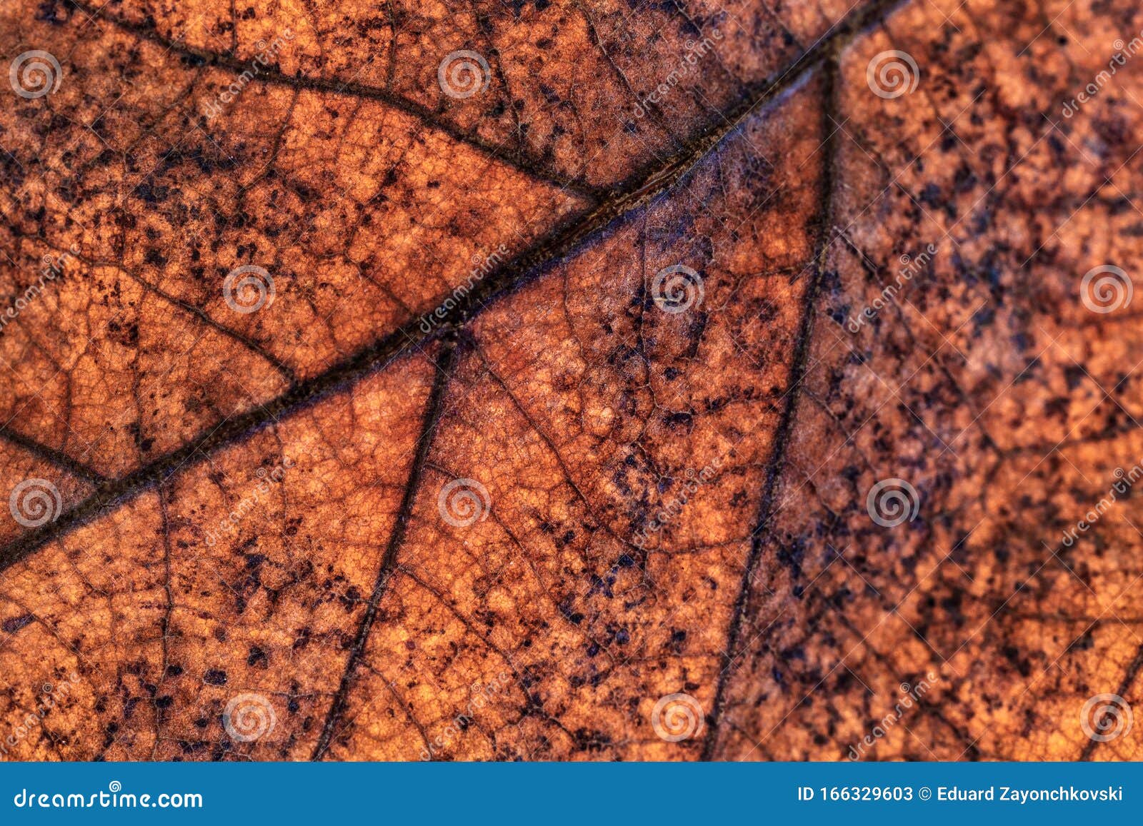 Amazing Macro Detail of Leaf Structure Stock Image - Image of orange ...