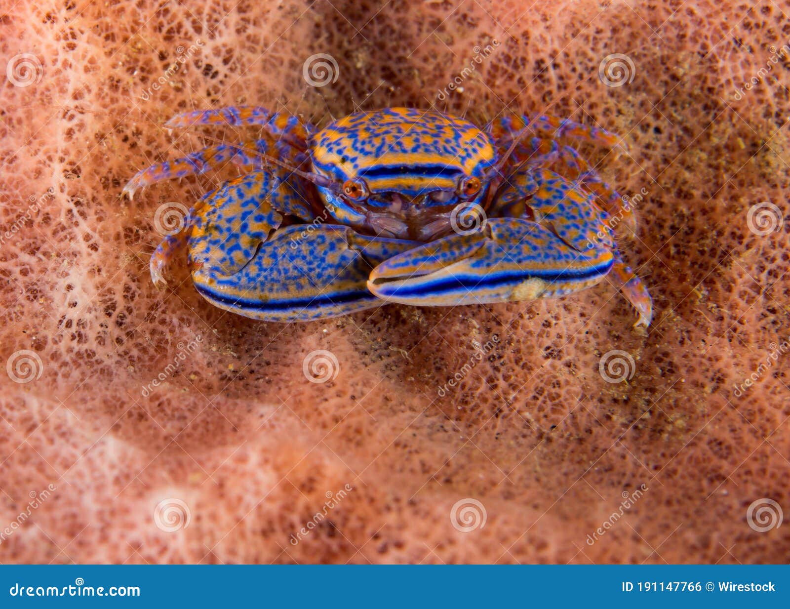 Amazing Macro Picture of a Crab Under the Sea Stock Photo - Image of ...
