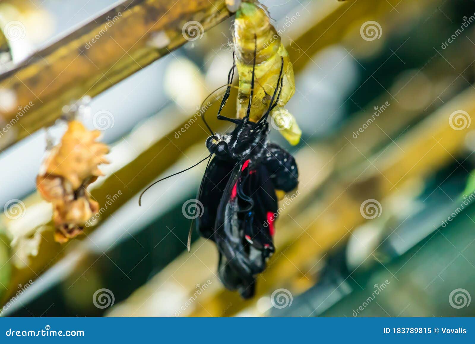 Amazing Moment about Butterfly Change Form Chrysalis Stock Image ...