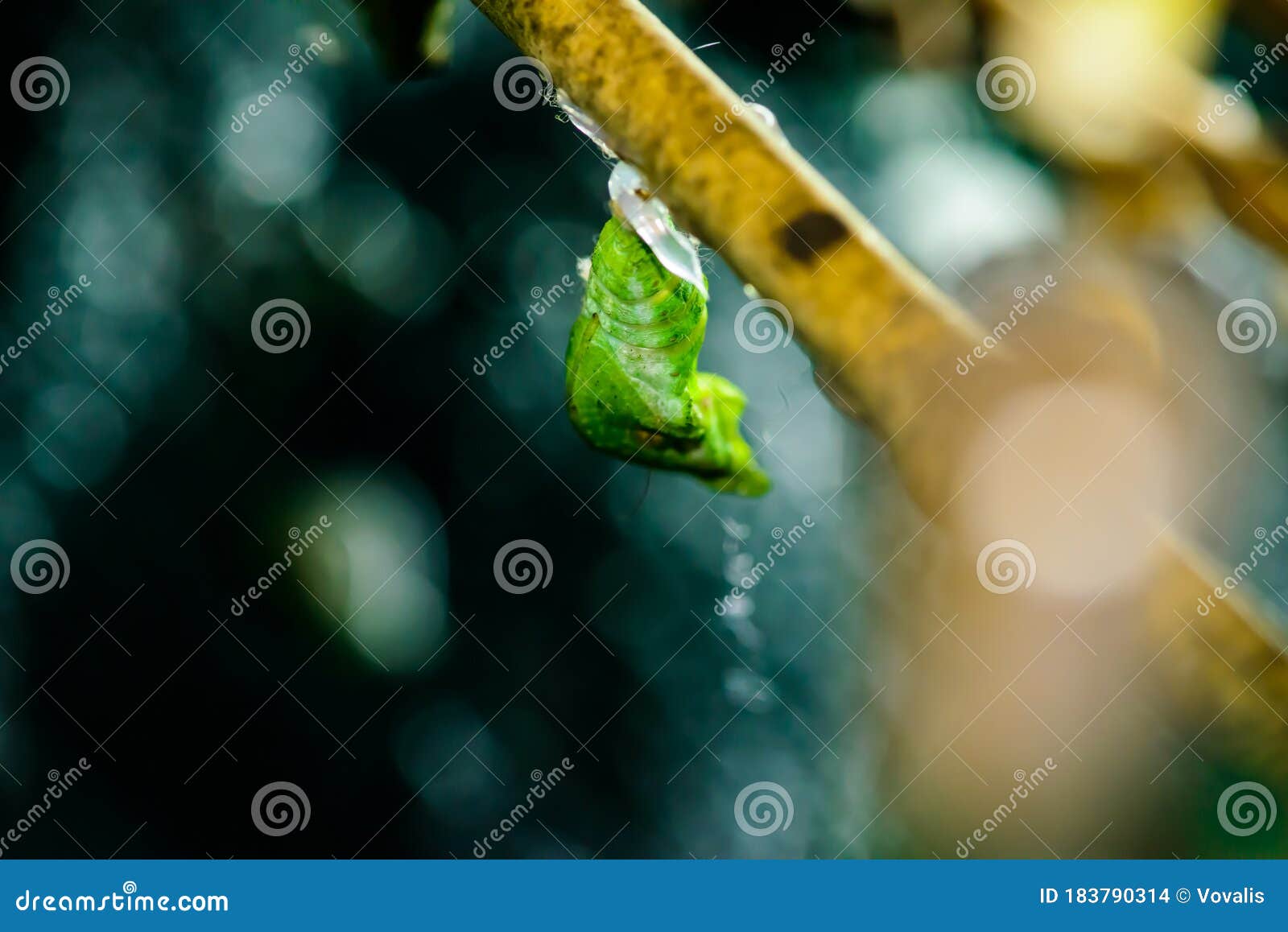 Amazing Moment about Butterfly Change Form Chrysalis Stock Photo ...