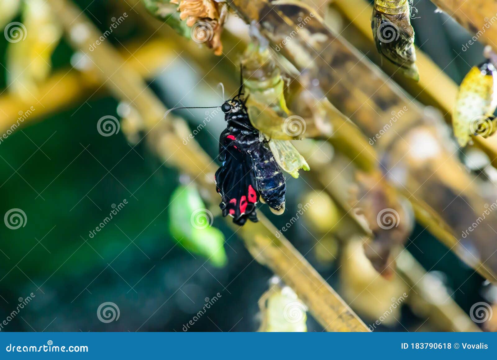 Amazing Moment about Butterfly Change Form Chrysalis Stock Photo ...