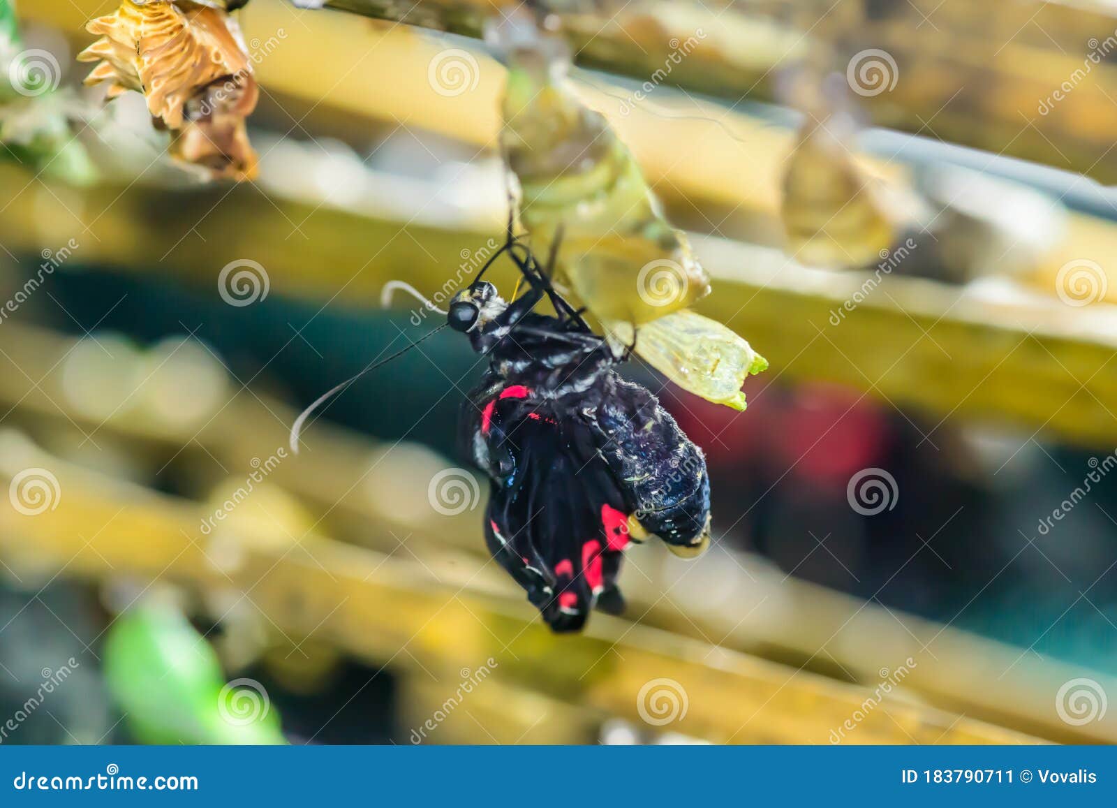 Amazing Moment about Butterfly Change Form Chrysalis Stock Image ...