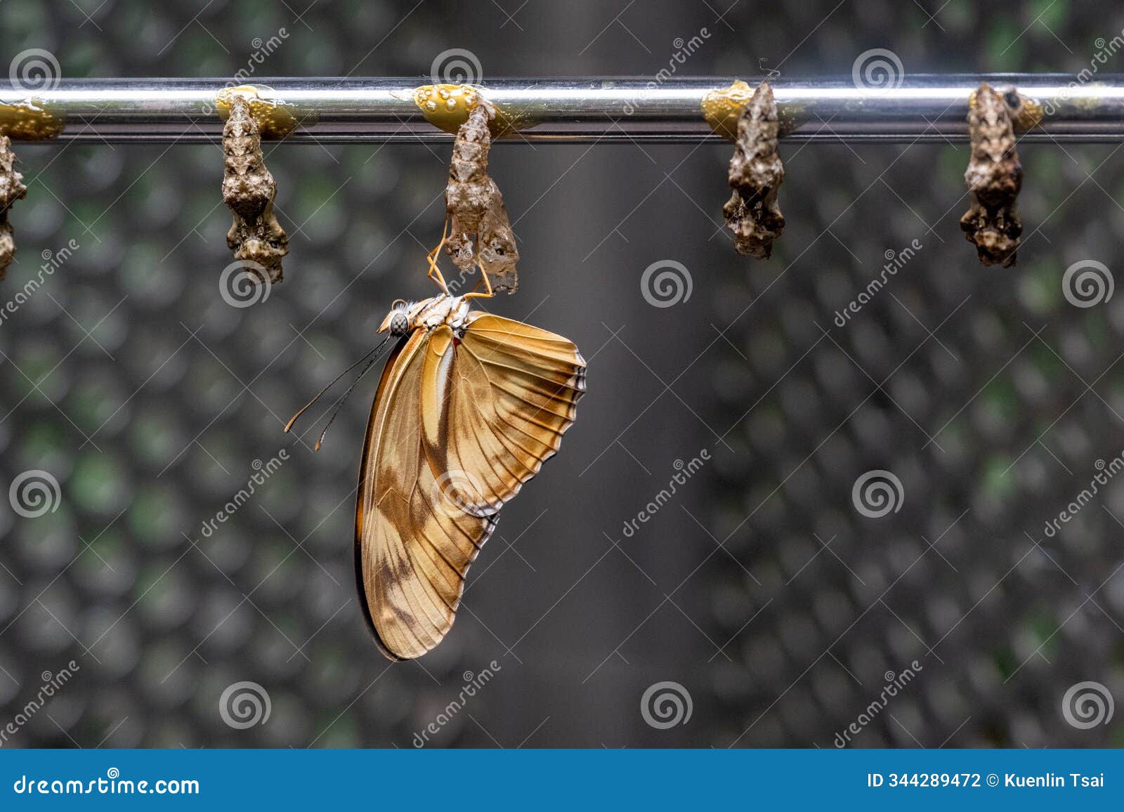 Amazing Moment ,butterfly Emerging from Its Chrysalis Stock Photo ...