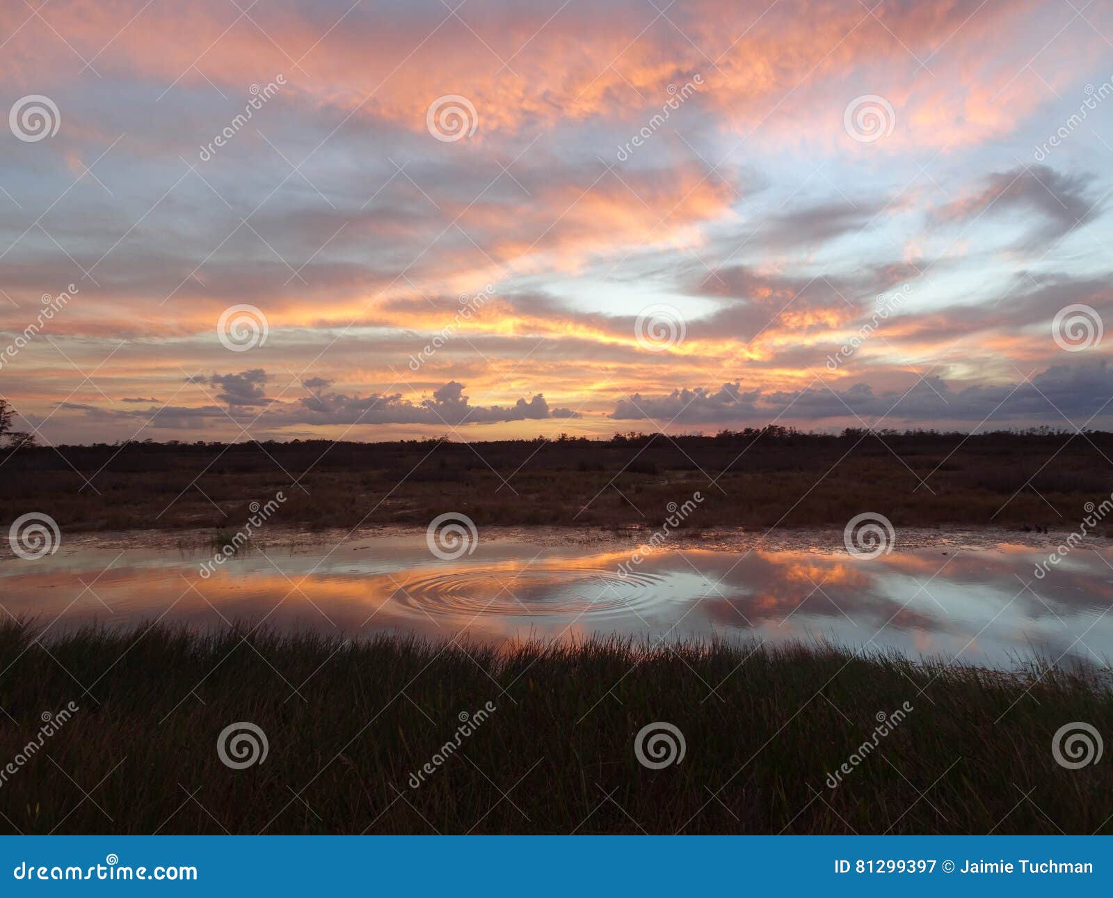 Amazing Multi-colored Sunset in the Swamp Stock Image - Image of heber ...