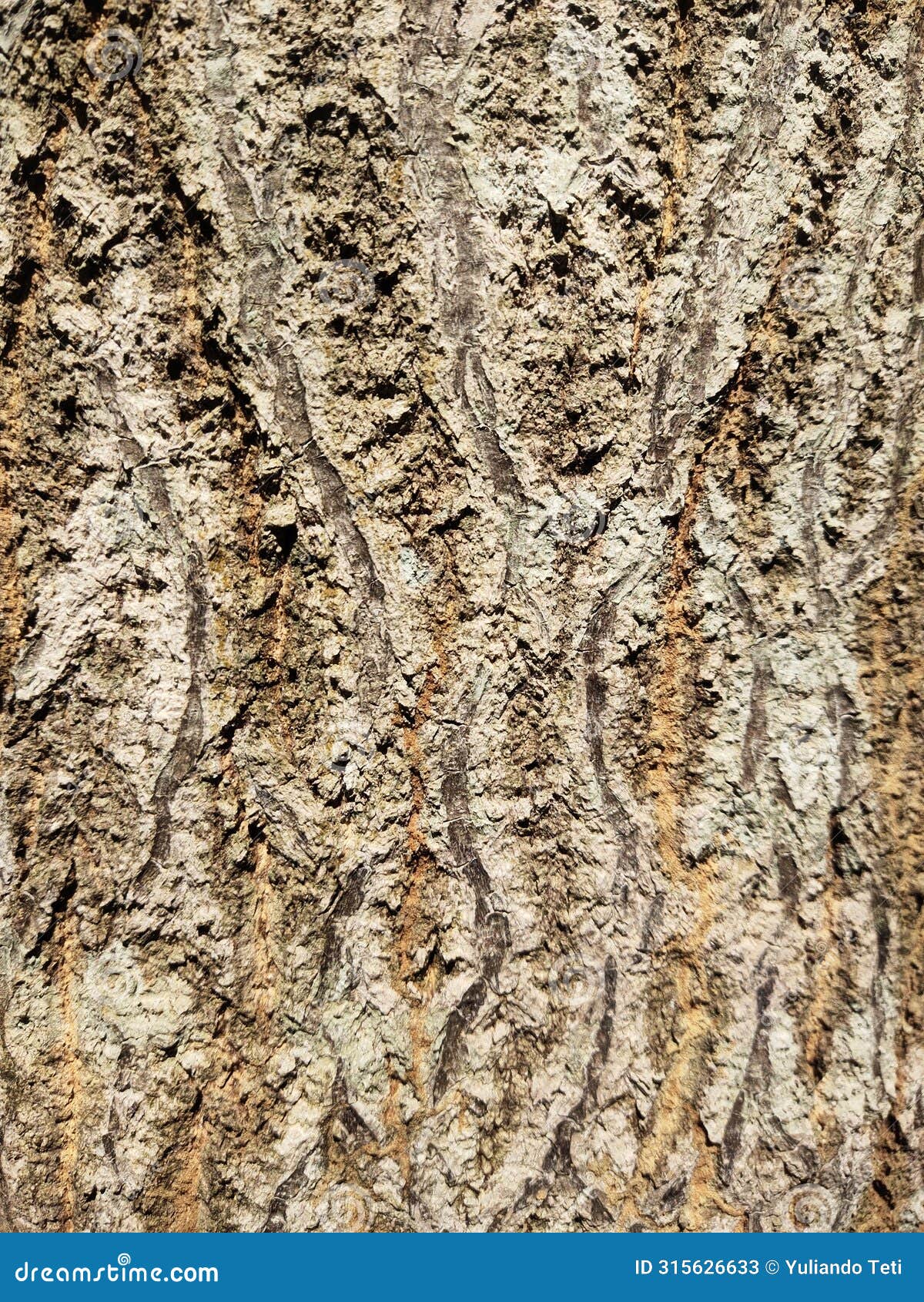 Amazing Natural Pattern of Tree Bark with Wave Textured and Brown Color ...