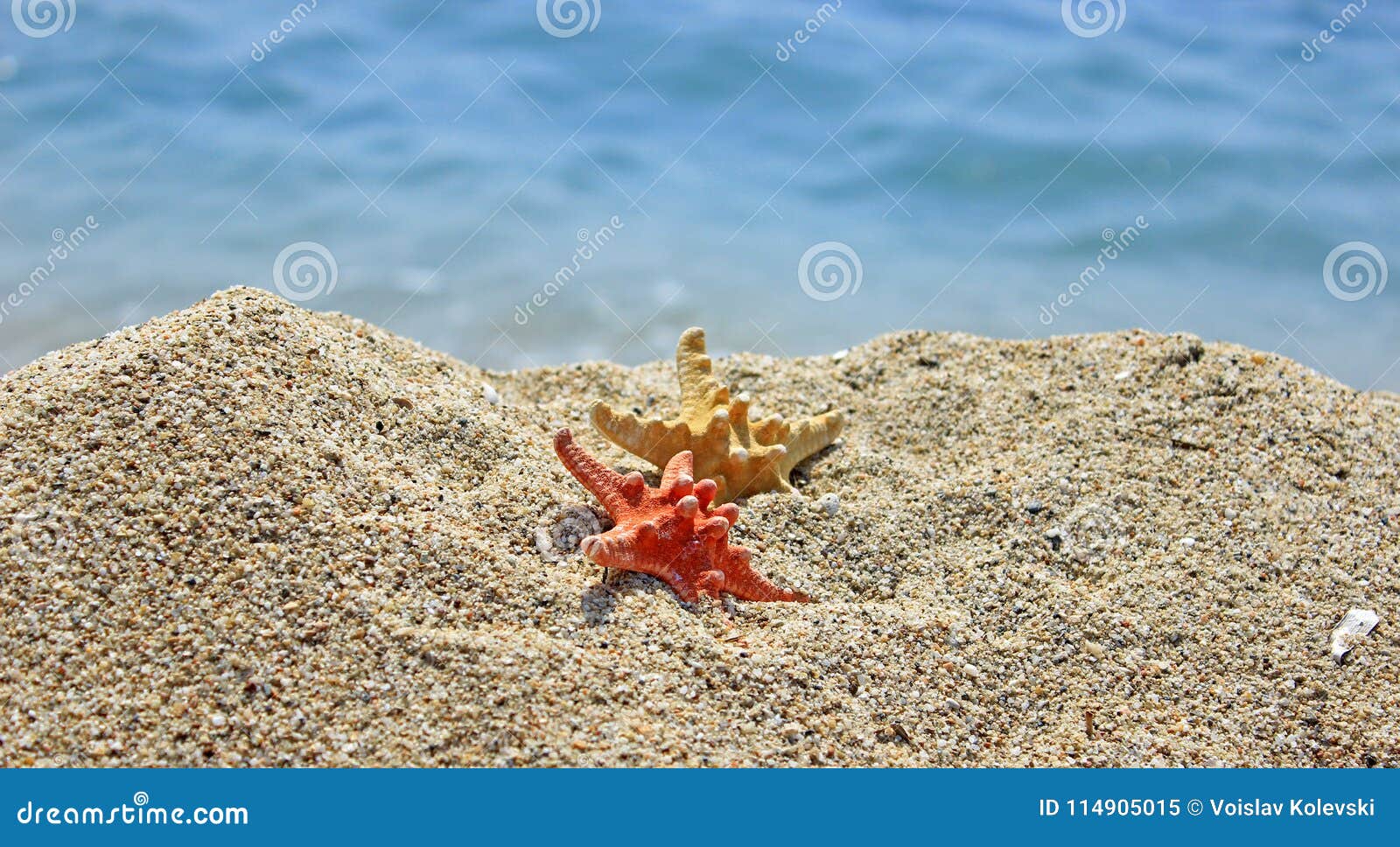 Summer Creation on the Beach with Sea Natural Creatures Stock Image ...