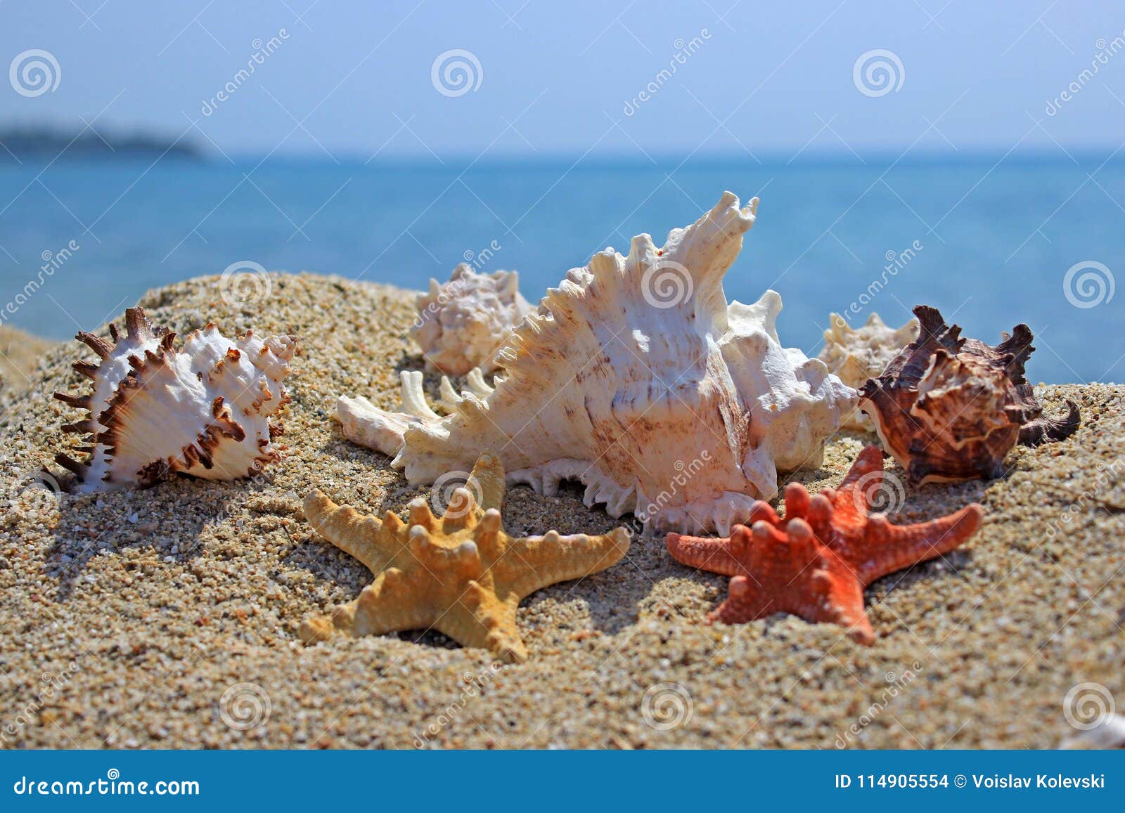 Summer Creation on the Beach with Sea Natural Creatures Stock Photo ...