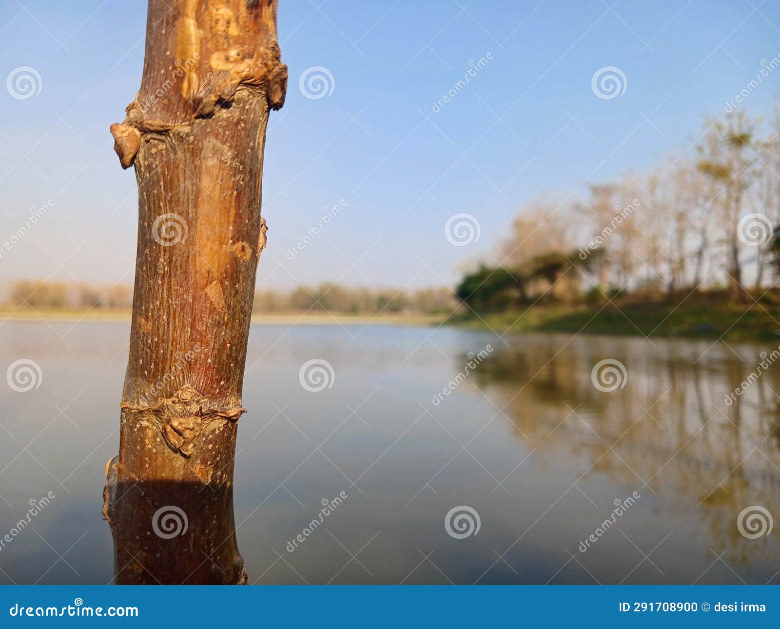 Amazing Natural Tree Trunk Texture in the Morning View Stock Photo ...