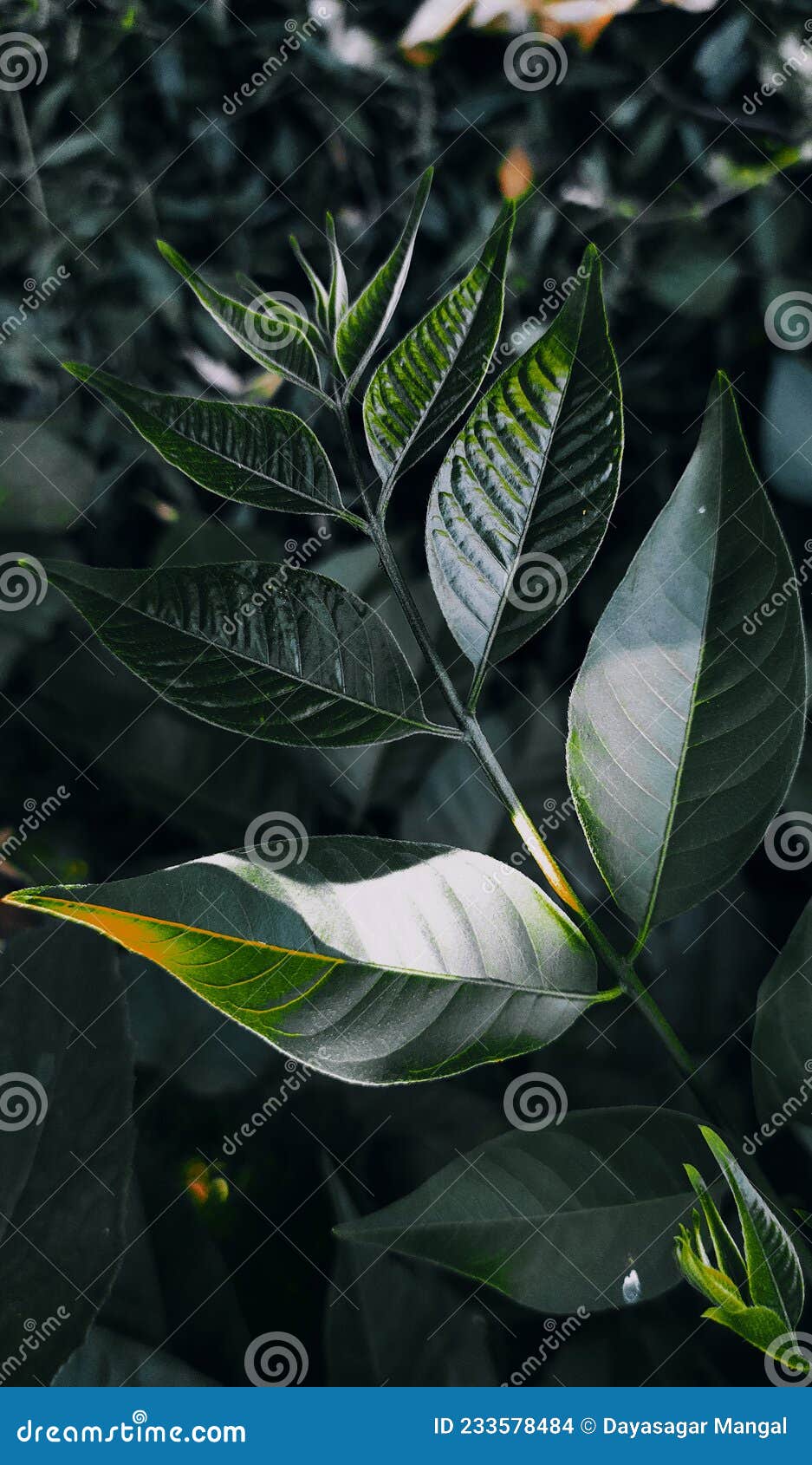 The Amazing Natural View of Green World. Stock Photo - Image of amazing ...