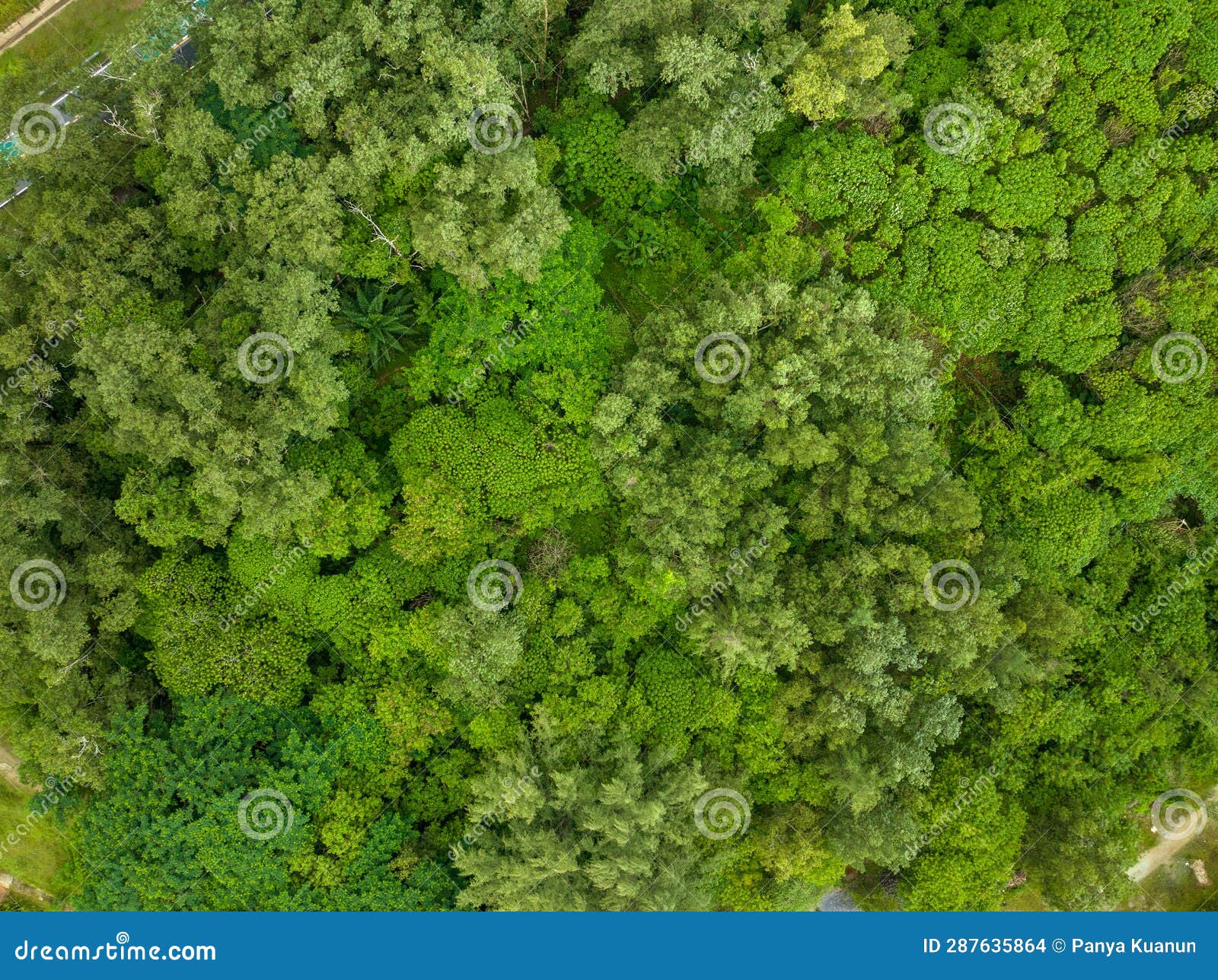 Amazing Nature Top View Trees Forest Background Stock Photo - Image of ...