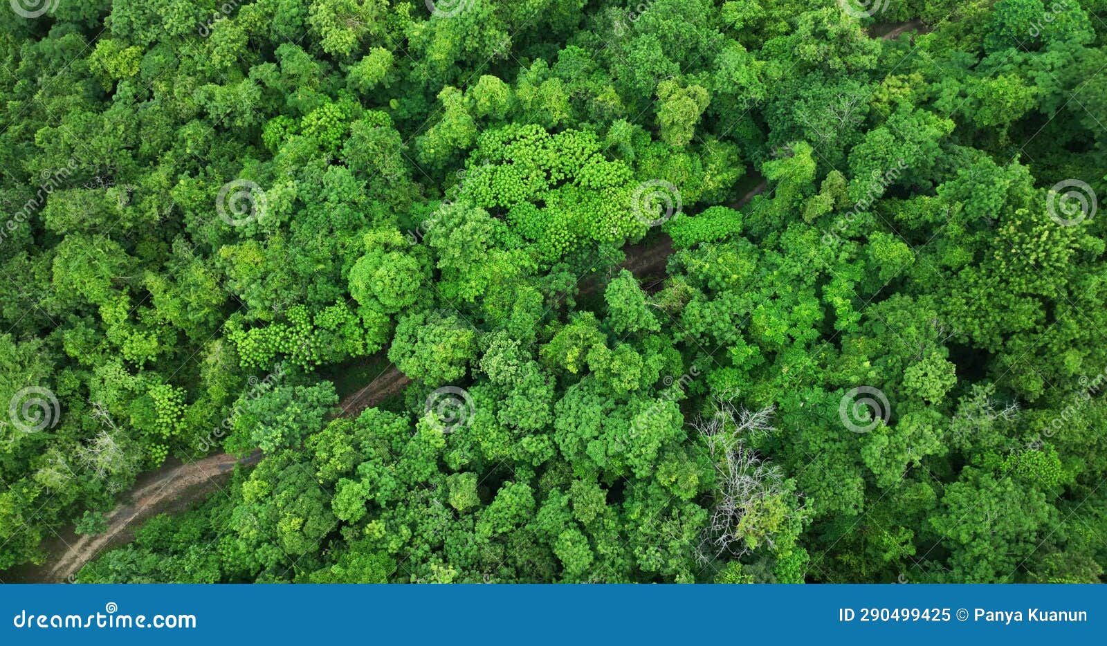 Amazing Nature Top View Trees Forest Background Stock Video - Video of ...