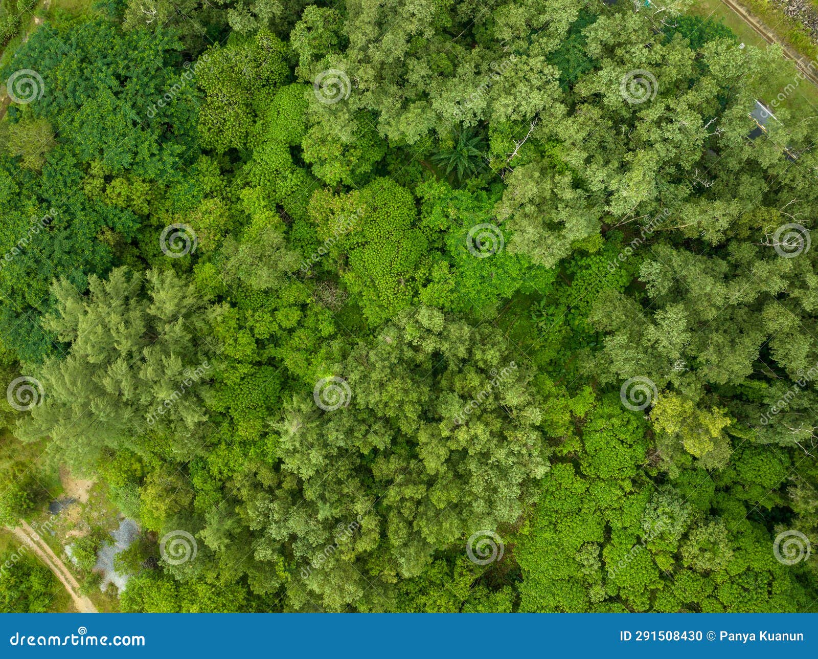 Amazing Nature Top View Trees Forest Background Stock Photo - Image of ...