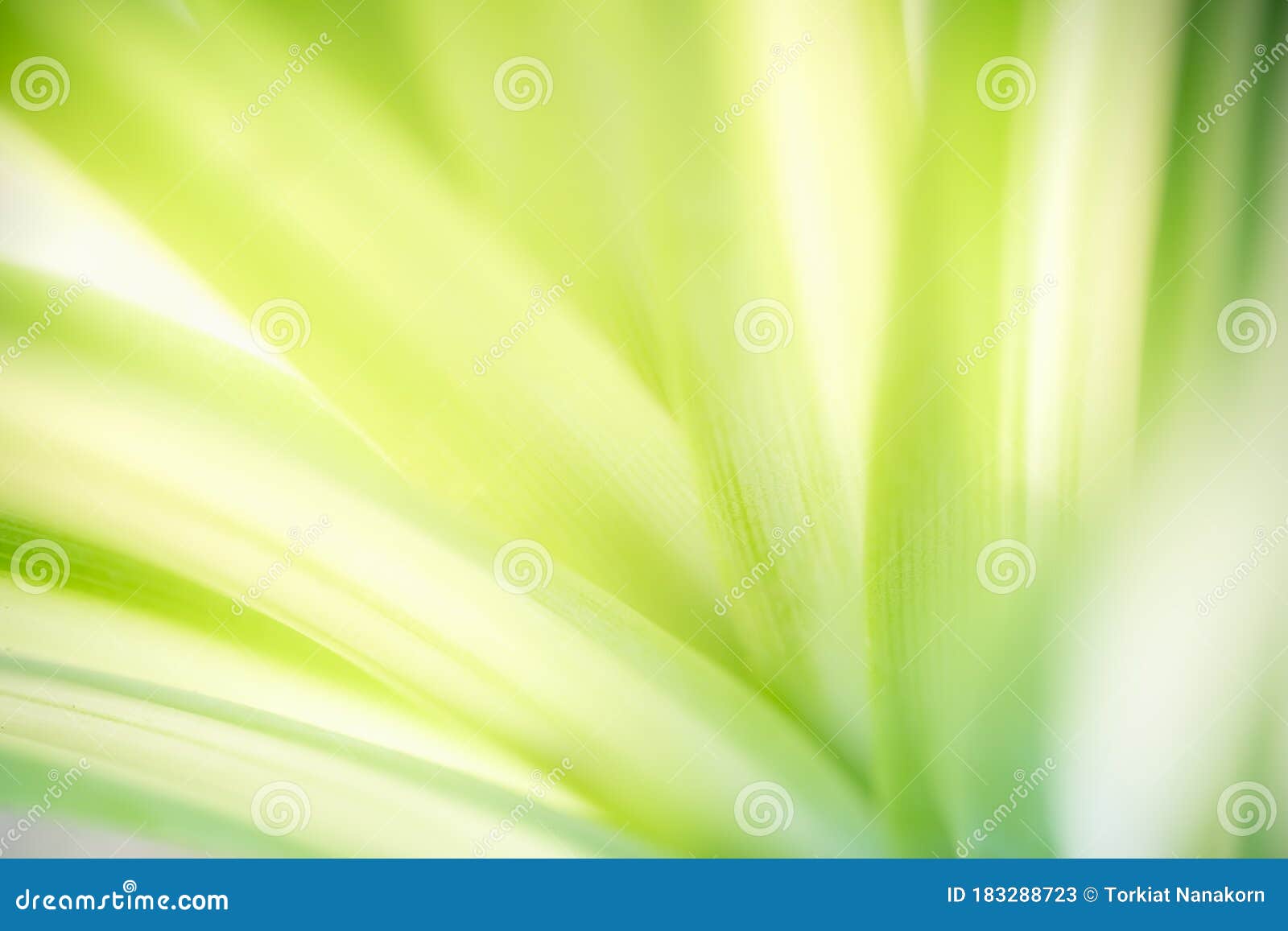 Amazing Nature View of Green Leaf on Blurred Greenery Background Stock ... Amazing Nature View of Green Leaf on Blurred Greenery Background Stock ...