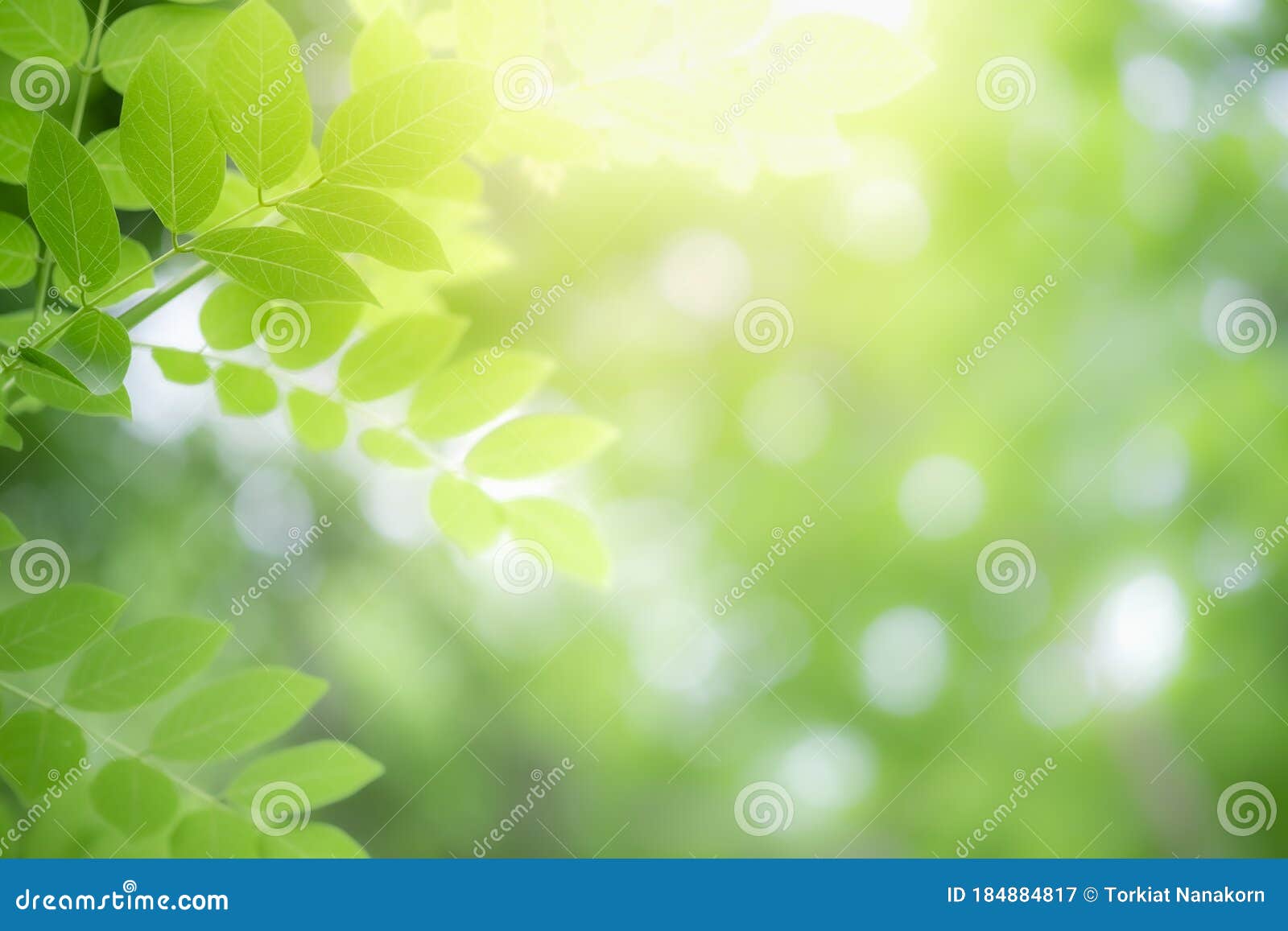 Amazing Nature View of Green Leaf on Blurred Greenery Background Stock ... Amazing Nature View of Green Leaf on Blurred Greenery Background Stock ...