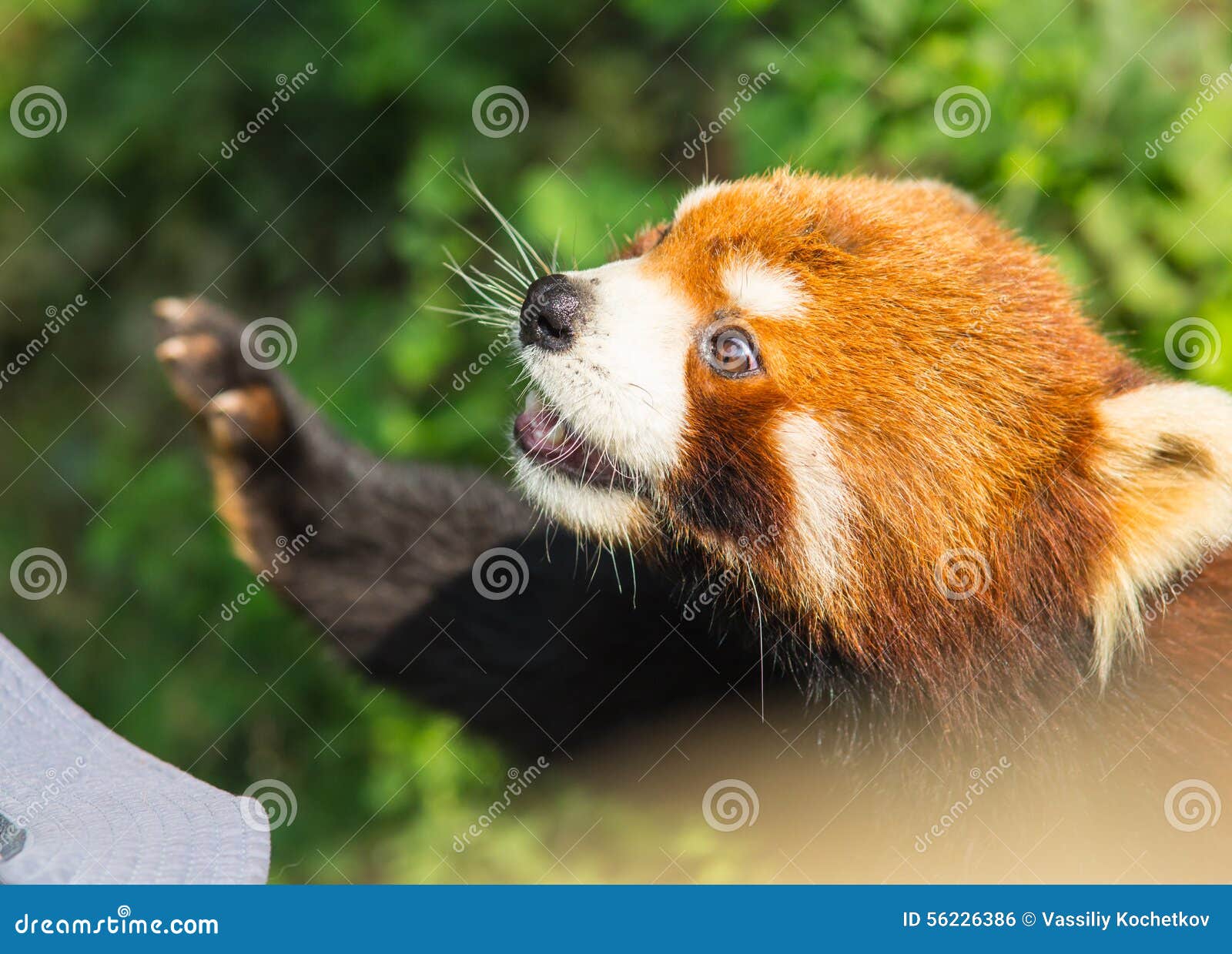 Amazing orange panda stock photo. Image of tropical, tree - 56226386