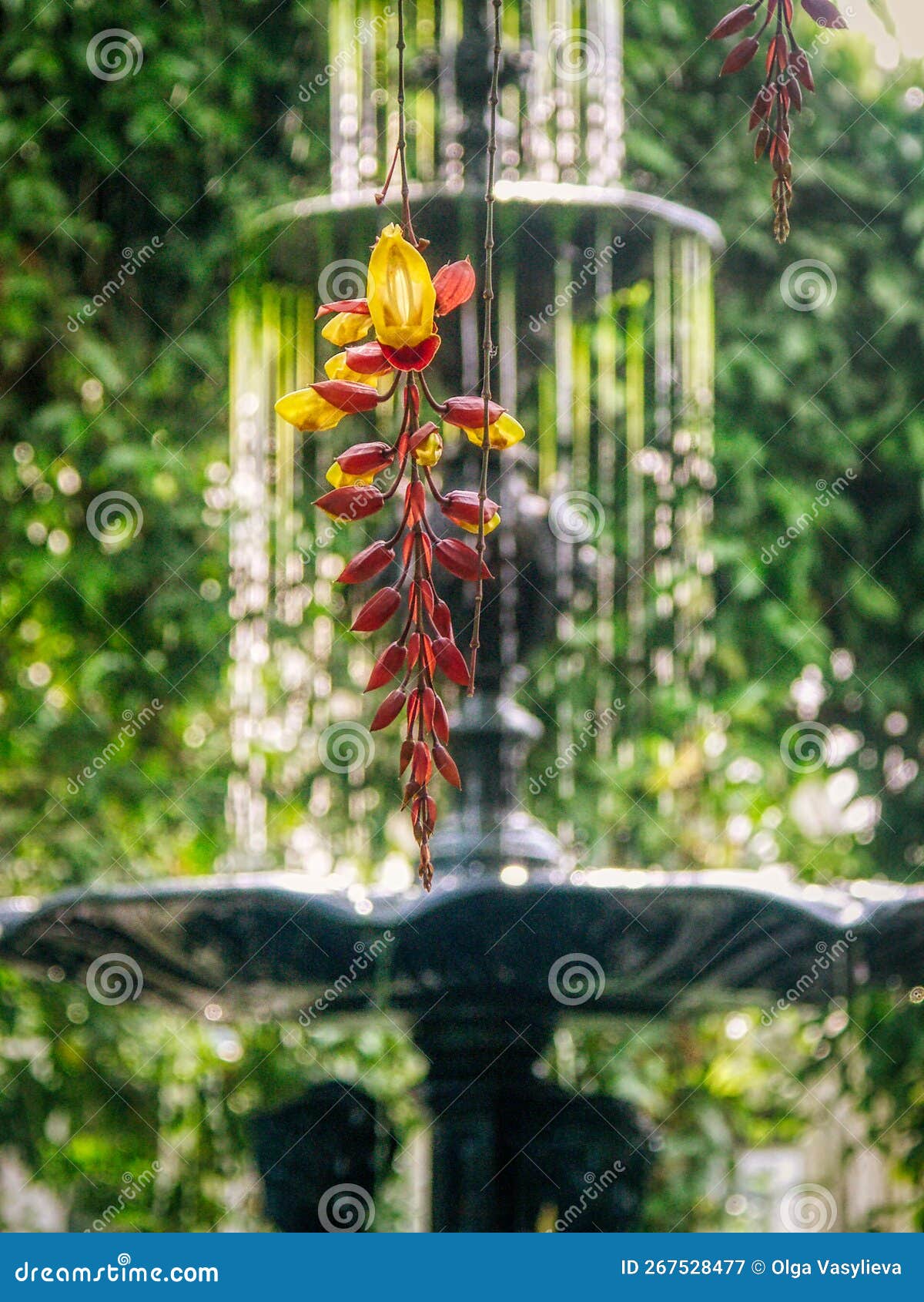 Amazing Orchid in the Garden Stock Image - Image of flower, orchid ...