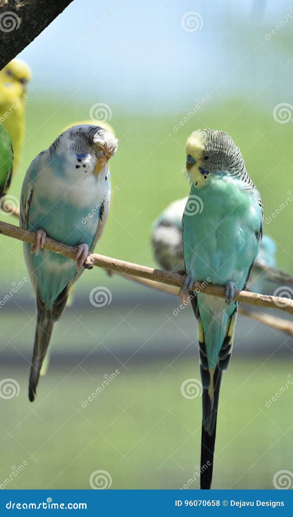 174 Pastel Parakeet Stock Photos - Free & Royalty-Free Stock Photos ...