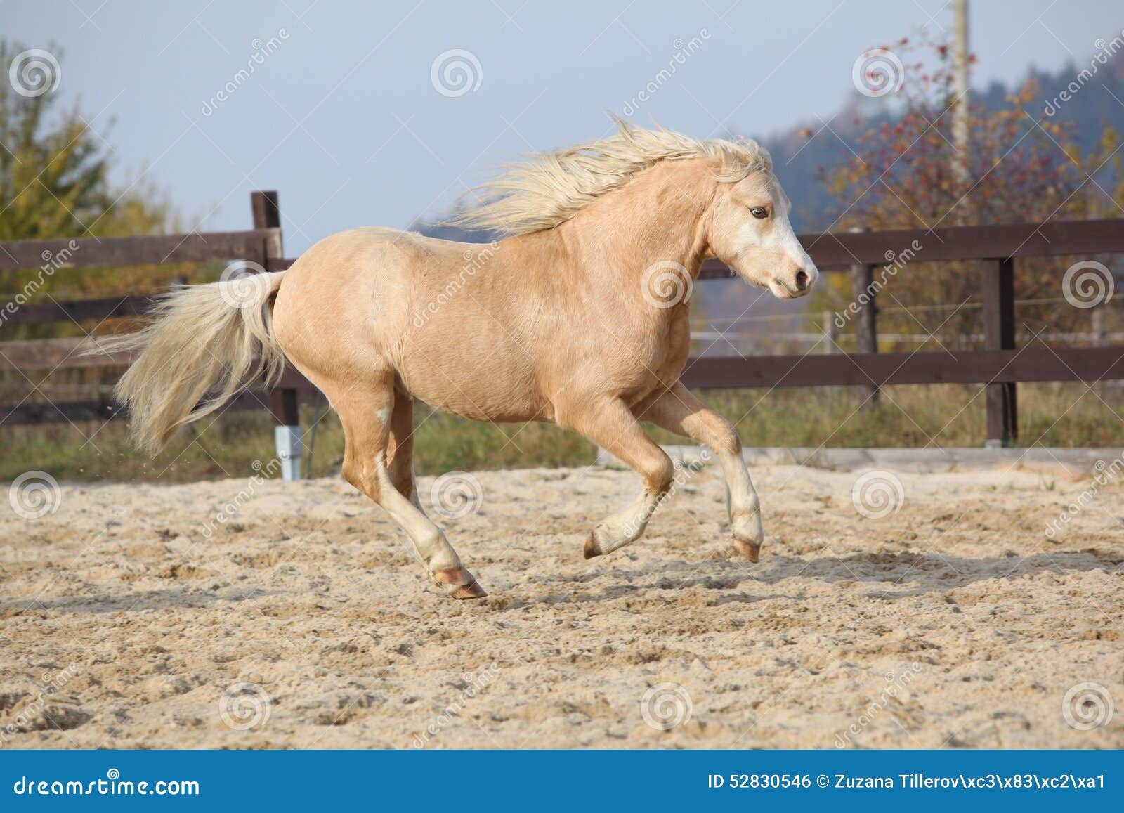 Amazing Palomino Welsh Mountain Pony Running Stock Photo - Image of ...